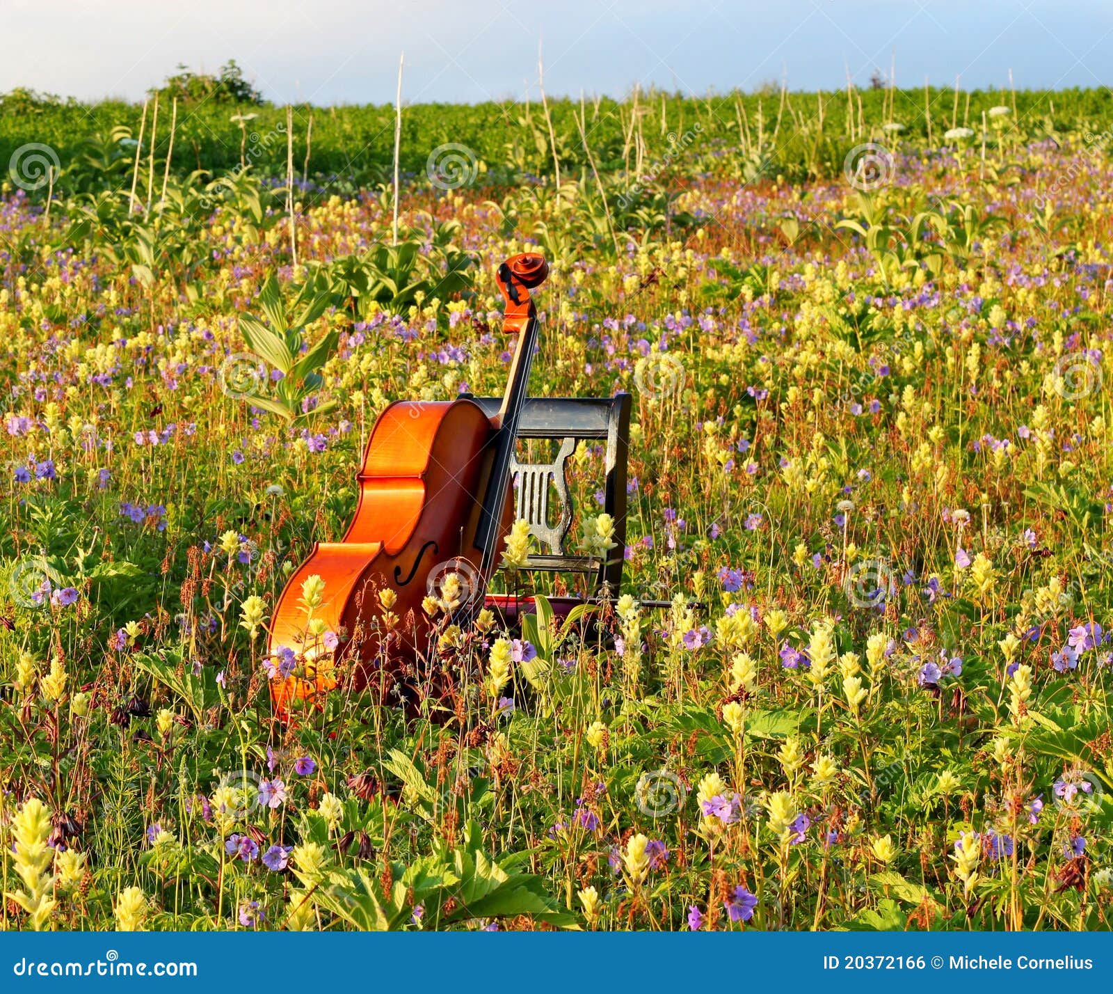 Cello in the meadow stock photo. Image of performance - 20372166