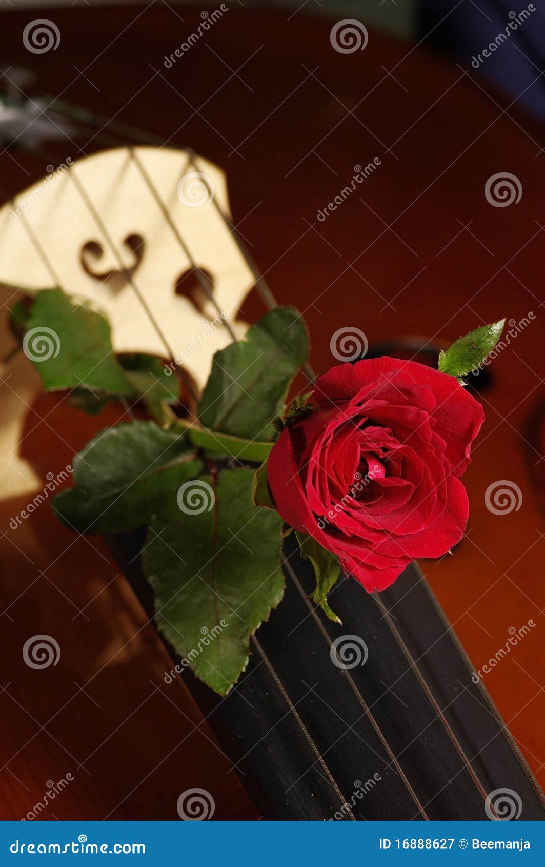 Cello and red rose stock image. Image of carving, concert - 16888627