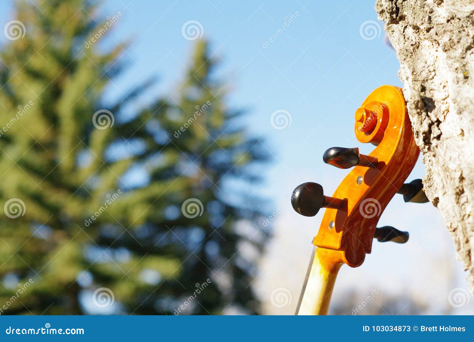 Cello Scroll Outdoors in the Park on Fall Autumn Day with Colour Stock ...