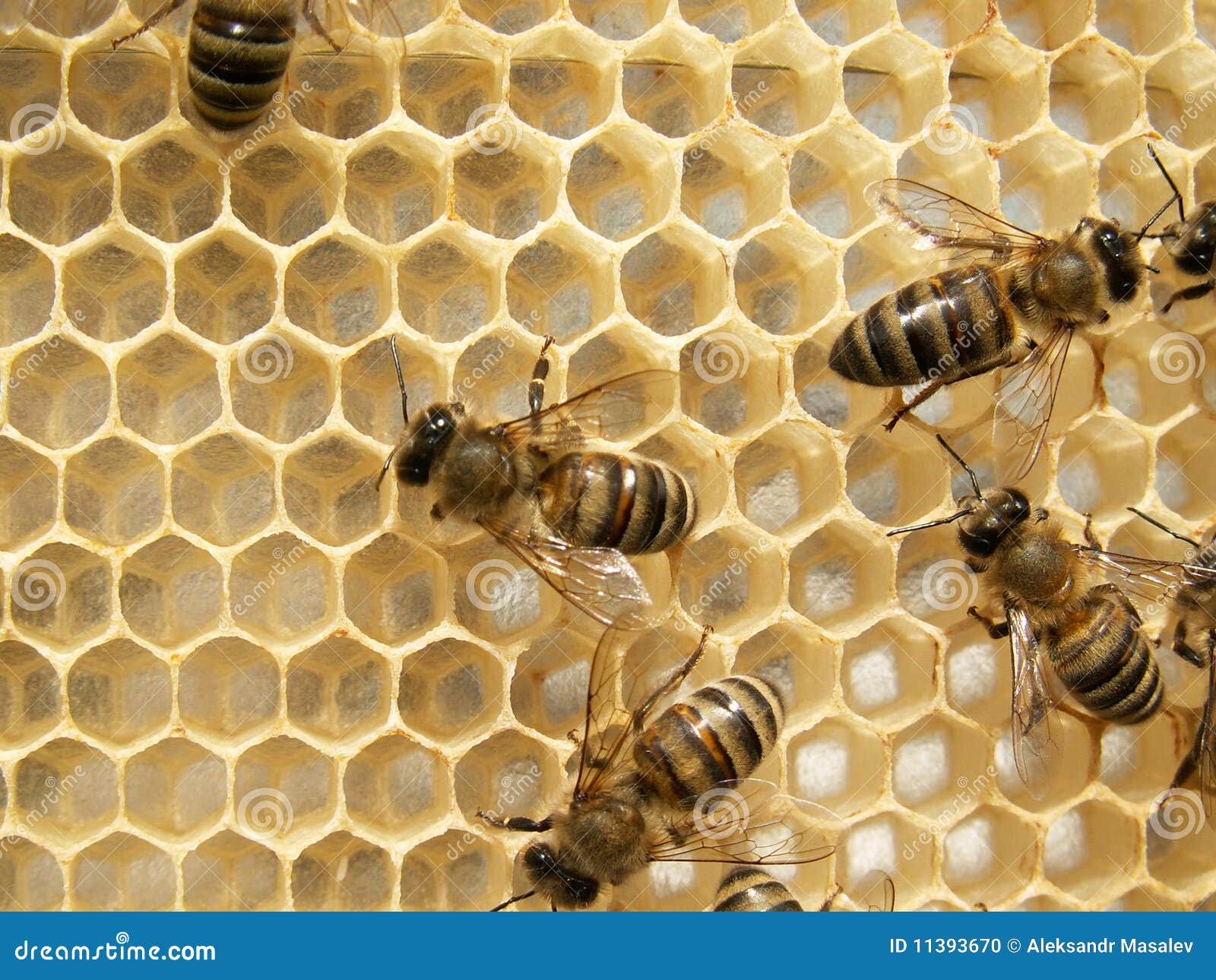 Cells stock photo. Image of farm, honey, combs, pollen - 11393670