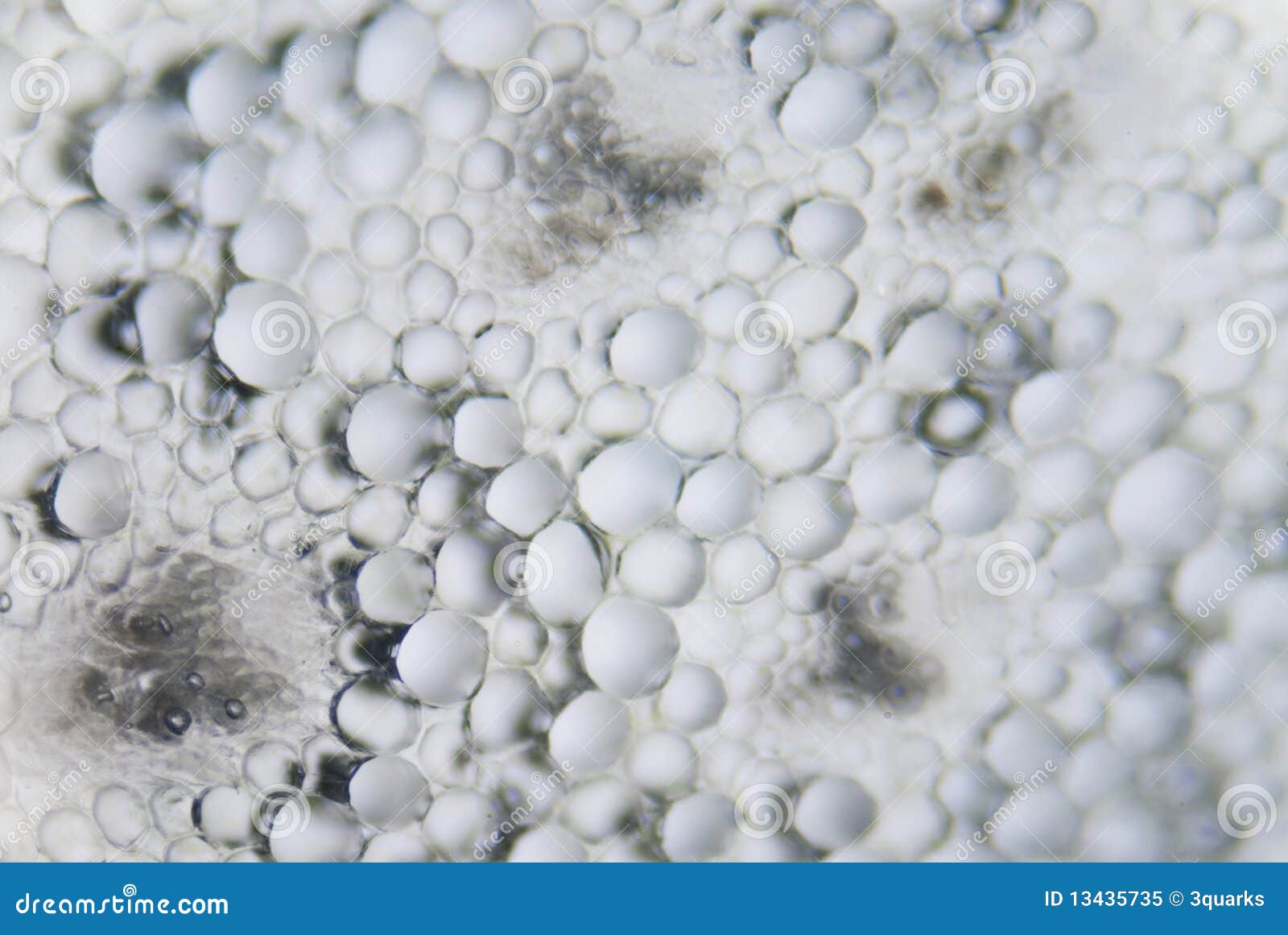 Cells stock image. Image of micro, mikrophoto, tulip - 13435735