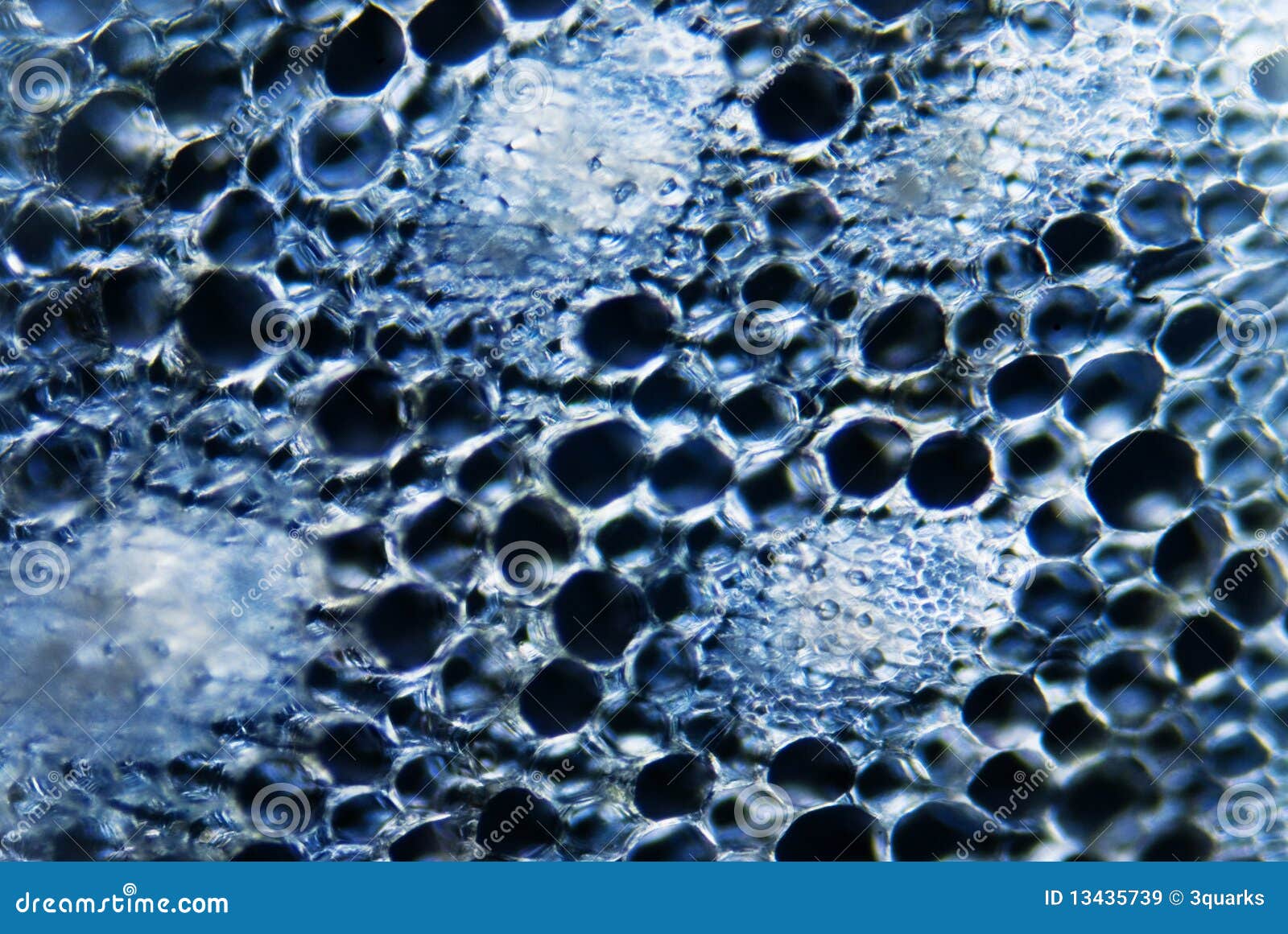 Cells stock image. Image of life, plant, slice, science - 13435739