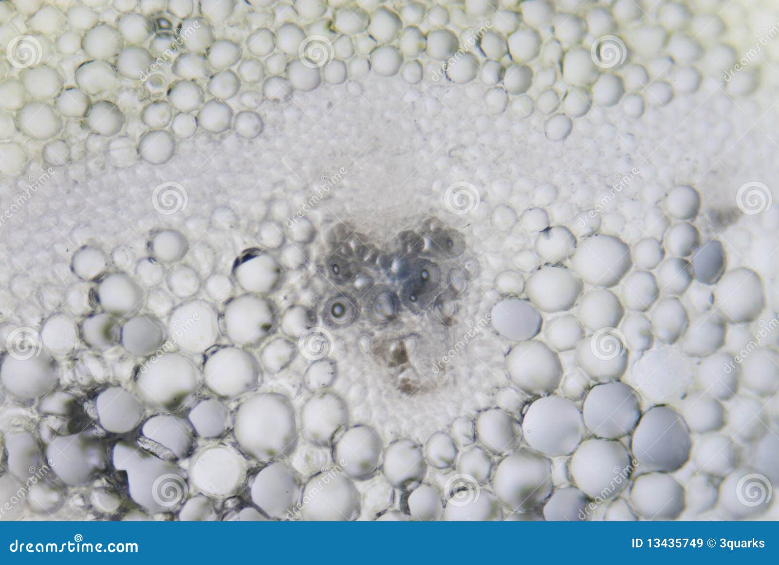 Cells stock image. Image of microscopic, biology, floristic - 13435749