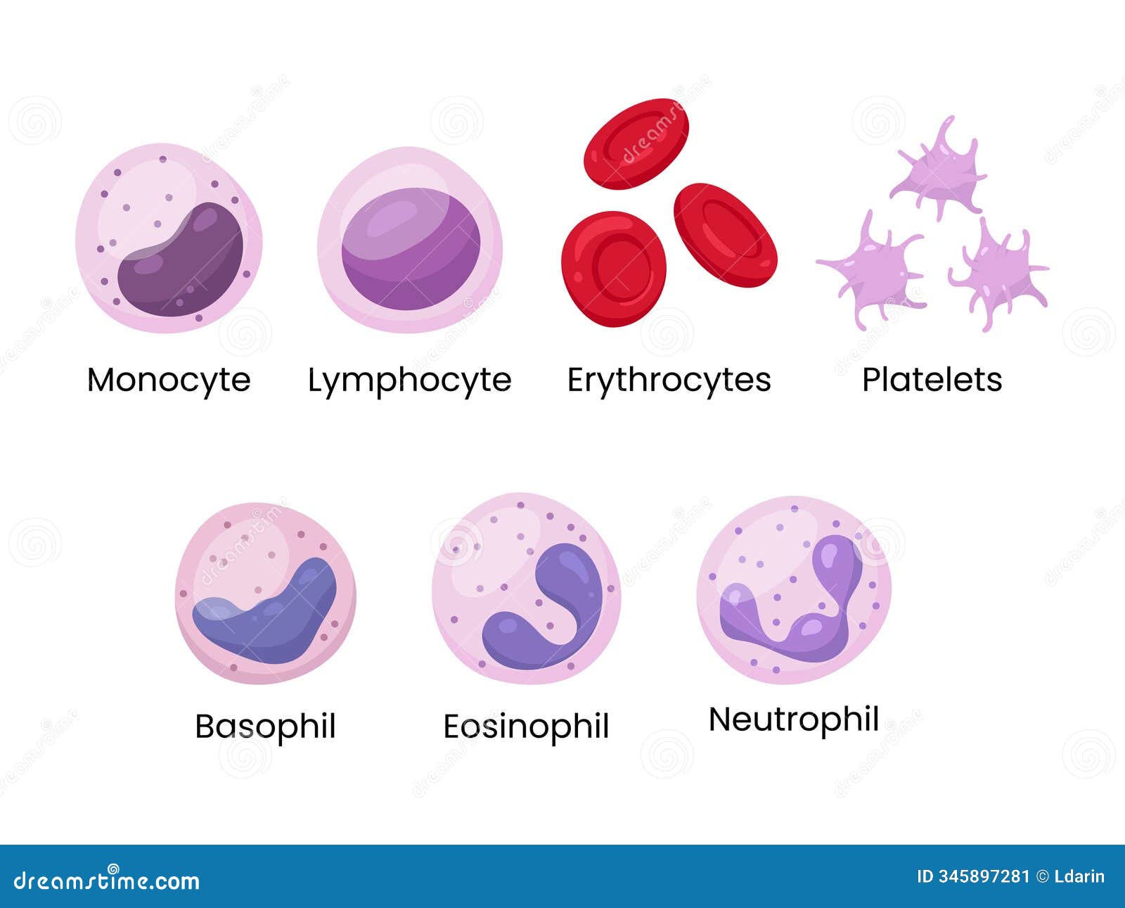 Types Of Blood Cells. Cartoon Vector | CartoonDealer.com #345897281