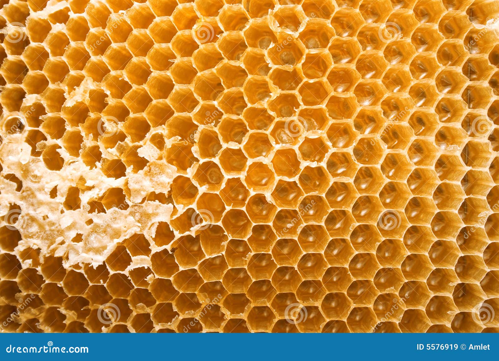 Cells stock image. Image of honeycomb, hive, beehive, wildlife - 5576919