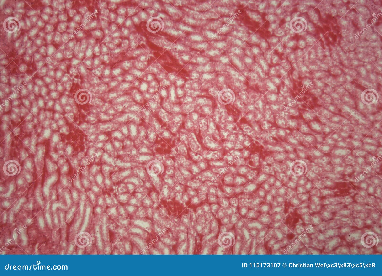 Cuboidal Epithelium Of A Mouse Under The Microscope. Royalty-Free Stock ...
