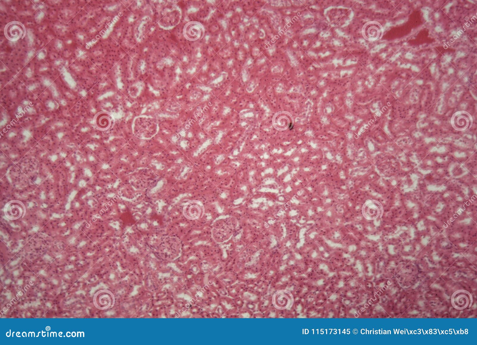 Cuboidal Epithelium of a Mouse Under the Microscope. Stock Image ...