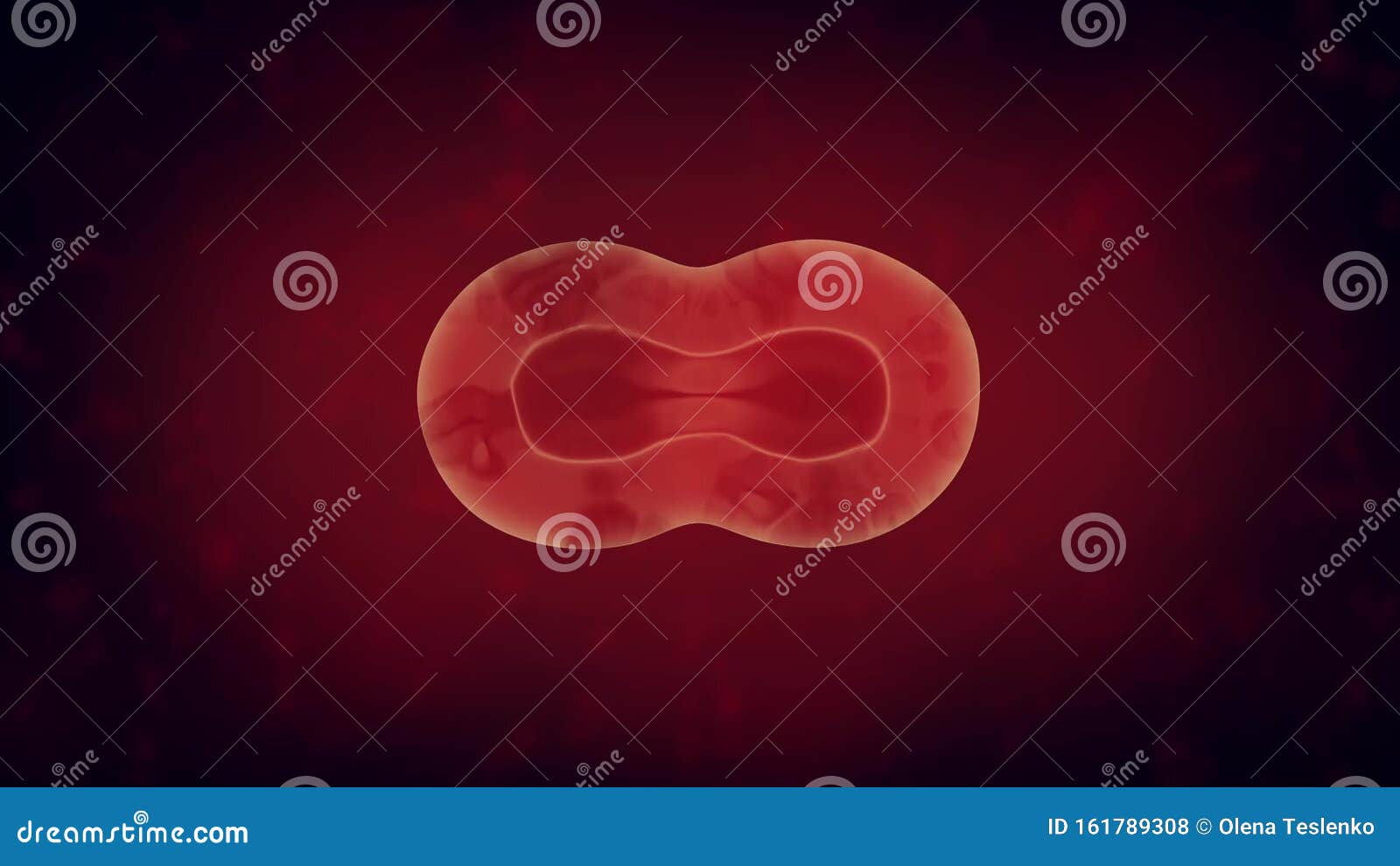 Cells Divide Under Microscope. Mitosis Process of Cell Division Stock ...