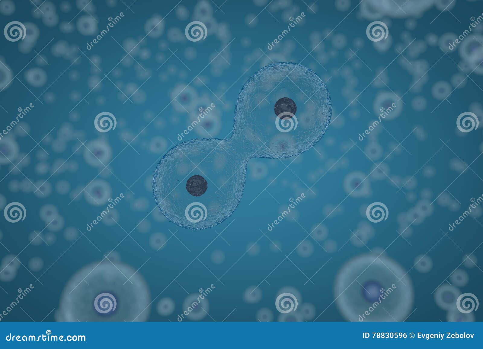 Cells dividing by osmosis stock illustration. Illustration of human ...