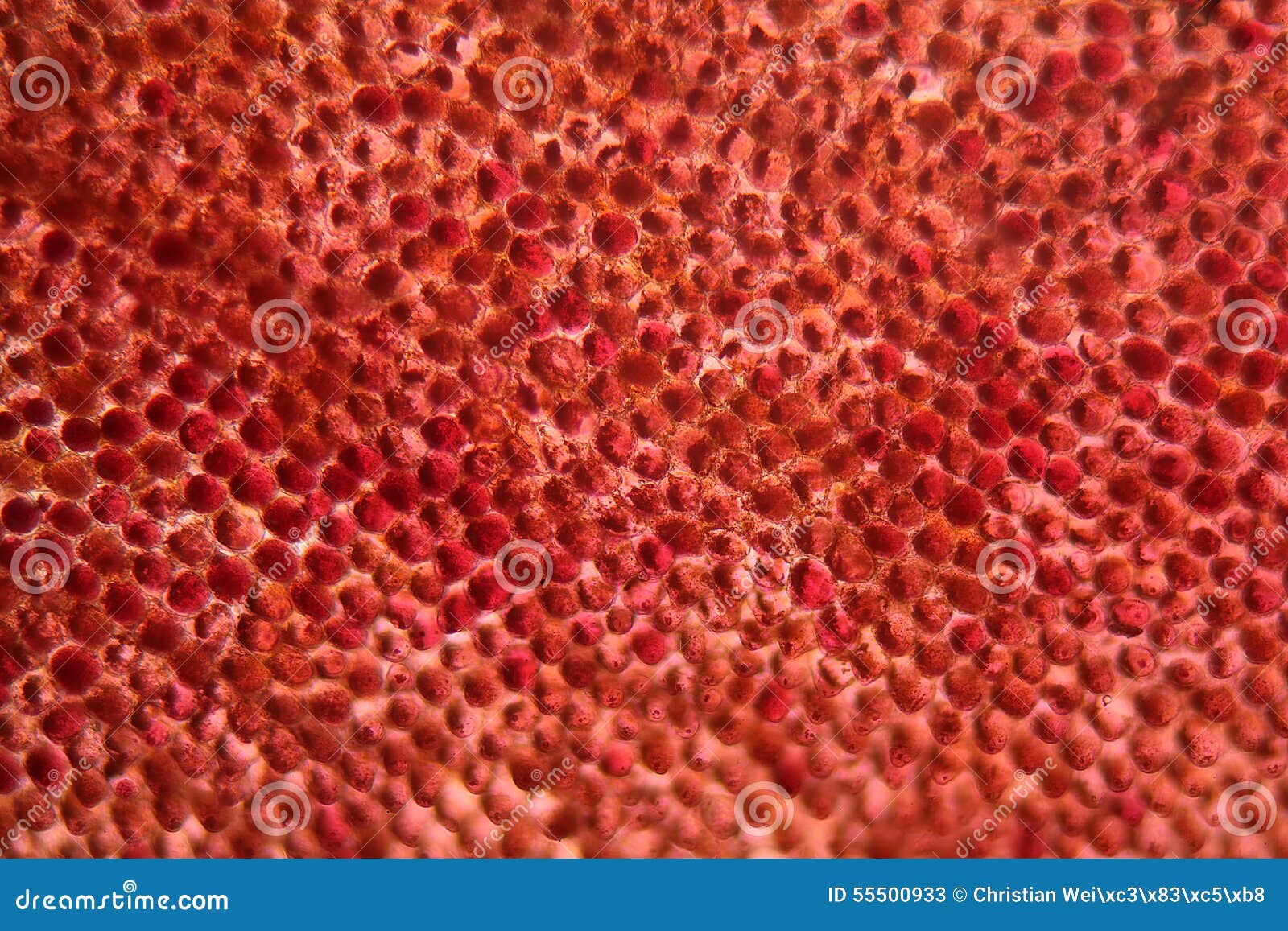 Cells of a flower leaf stock image. Image of nature, micro - 55500933