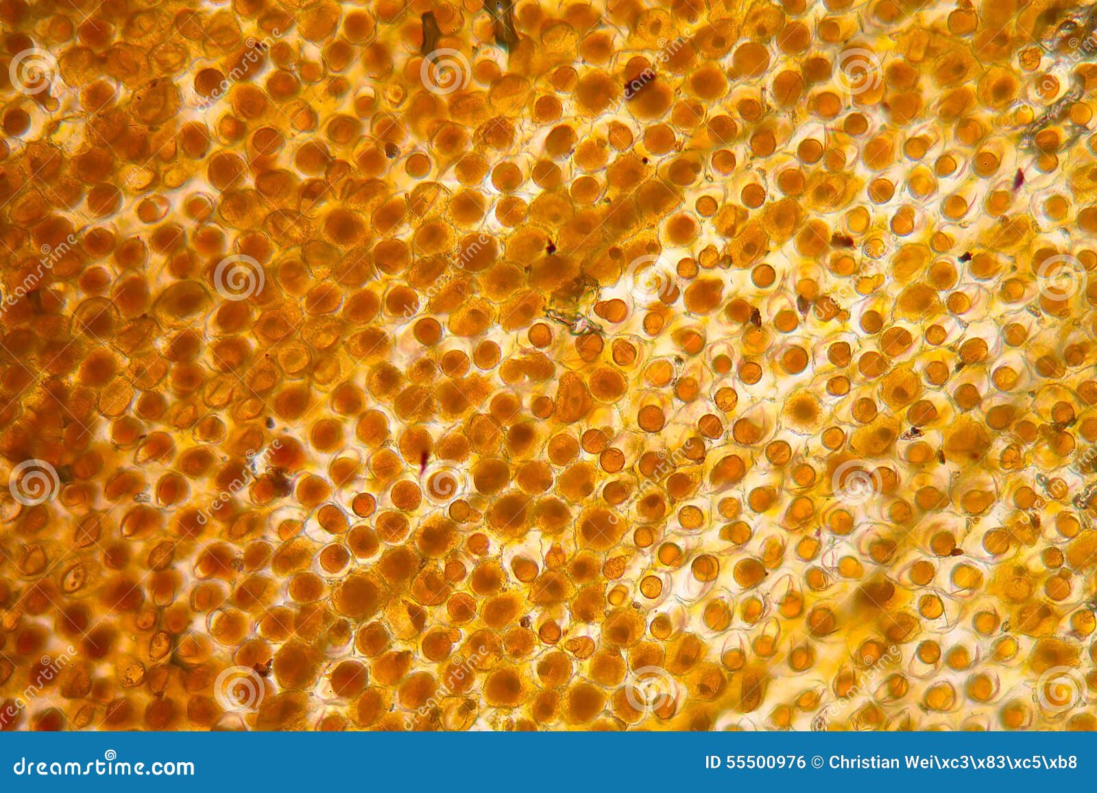 Cells of a flower leaf stock photo. Image of life, organic - 55500976
