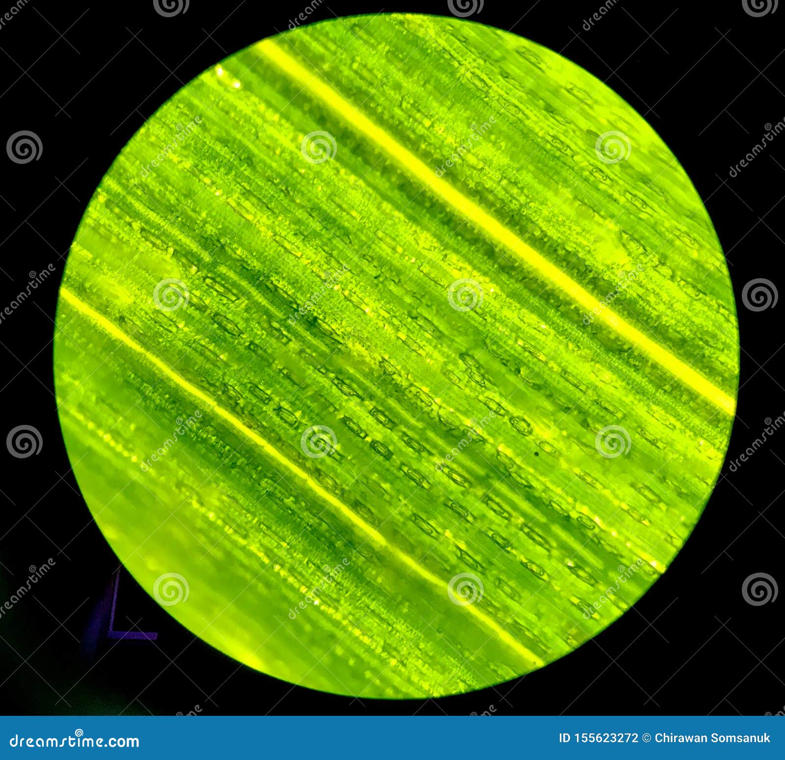 Cells on Green Leaf Plants with Microscope Stock Photo - Image of ...
