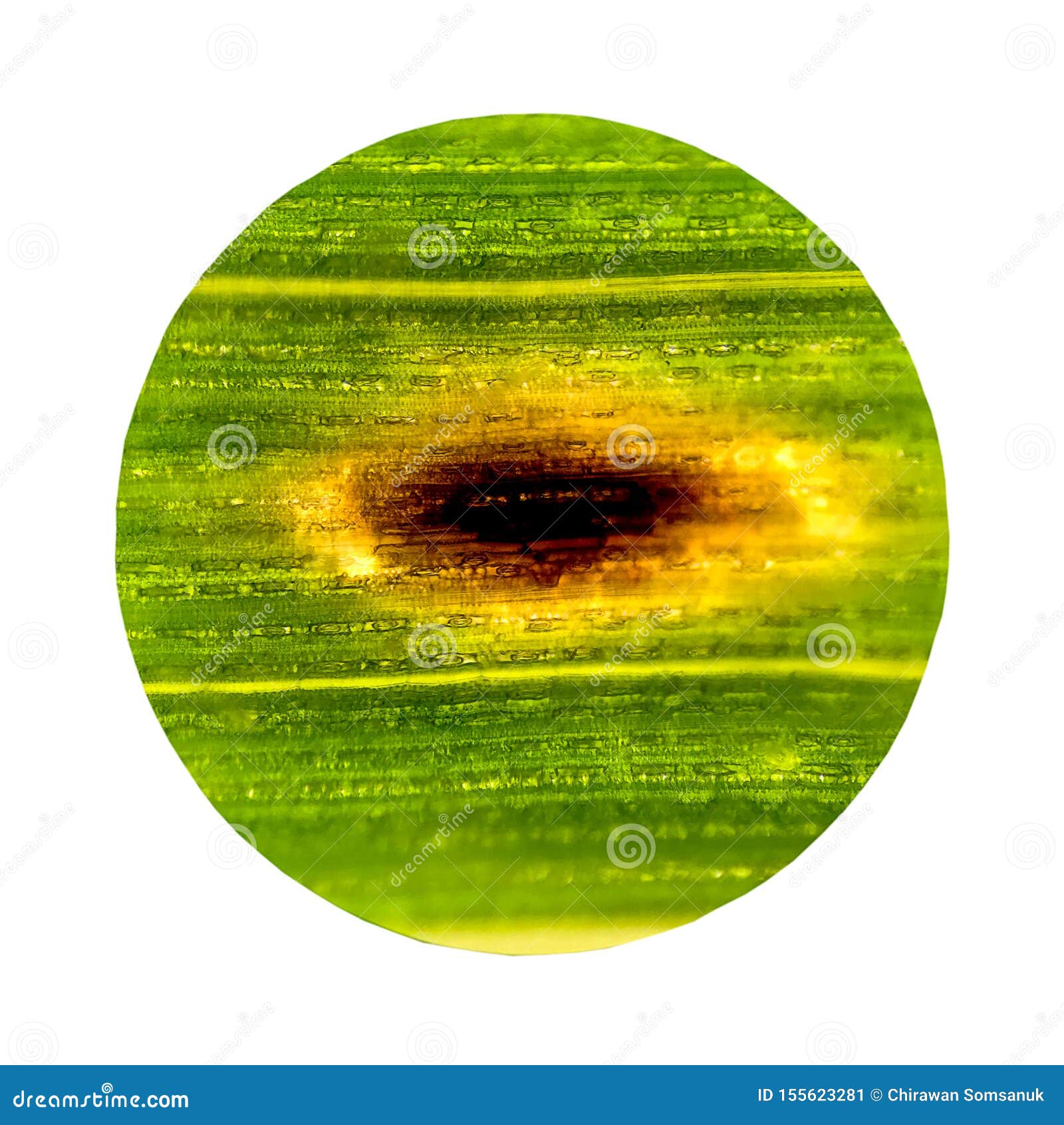 Cells on Green Leaf Plants with Microscope Stock Image - Image of ...