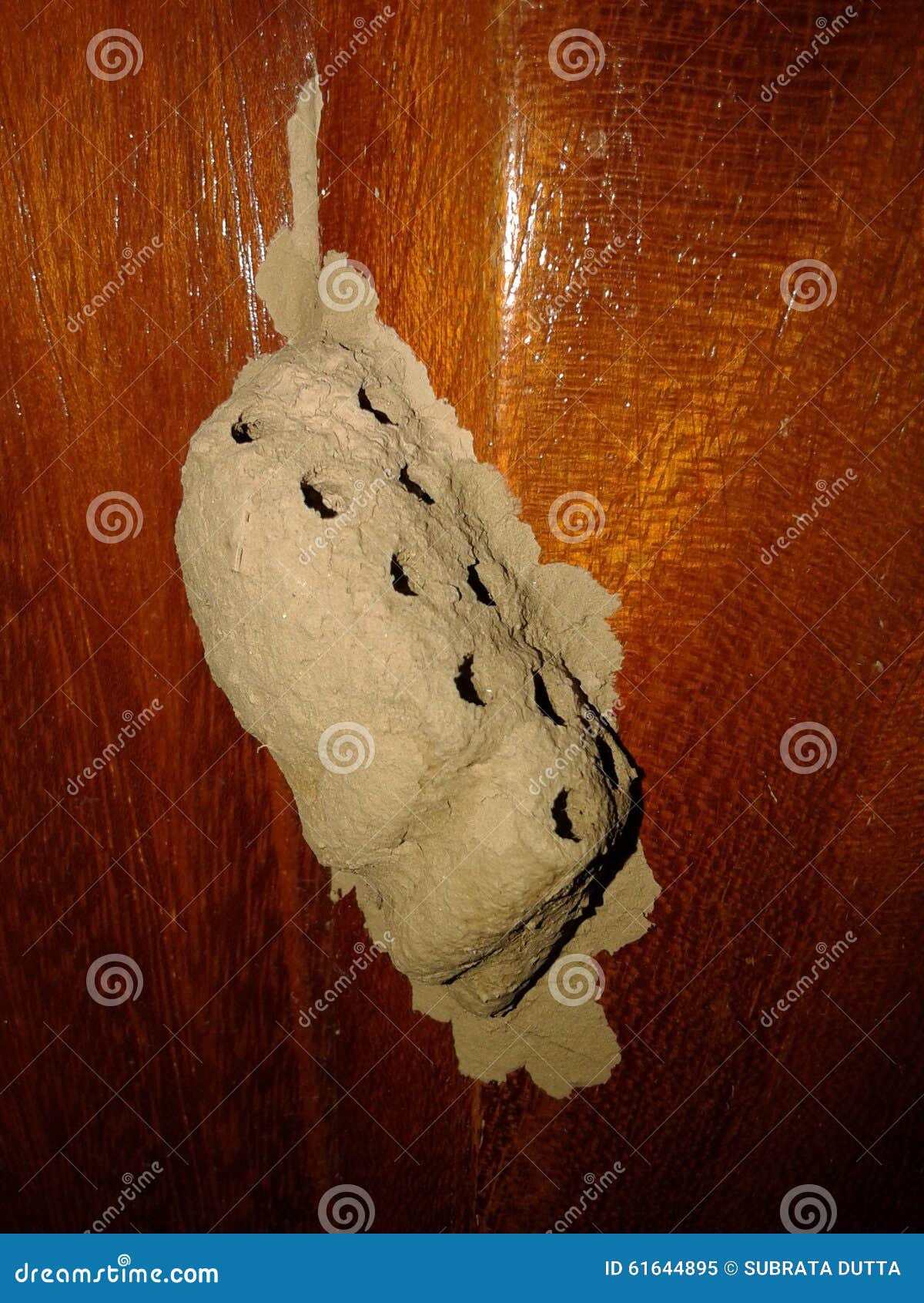 Cells of insects stock image. Image of home, moths, wasp - 61644895