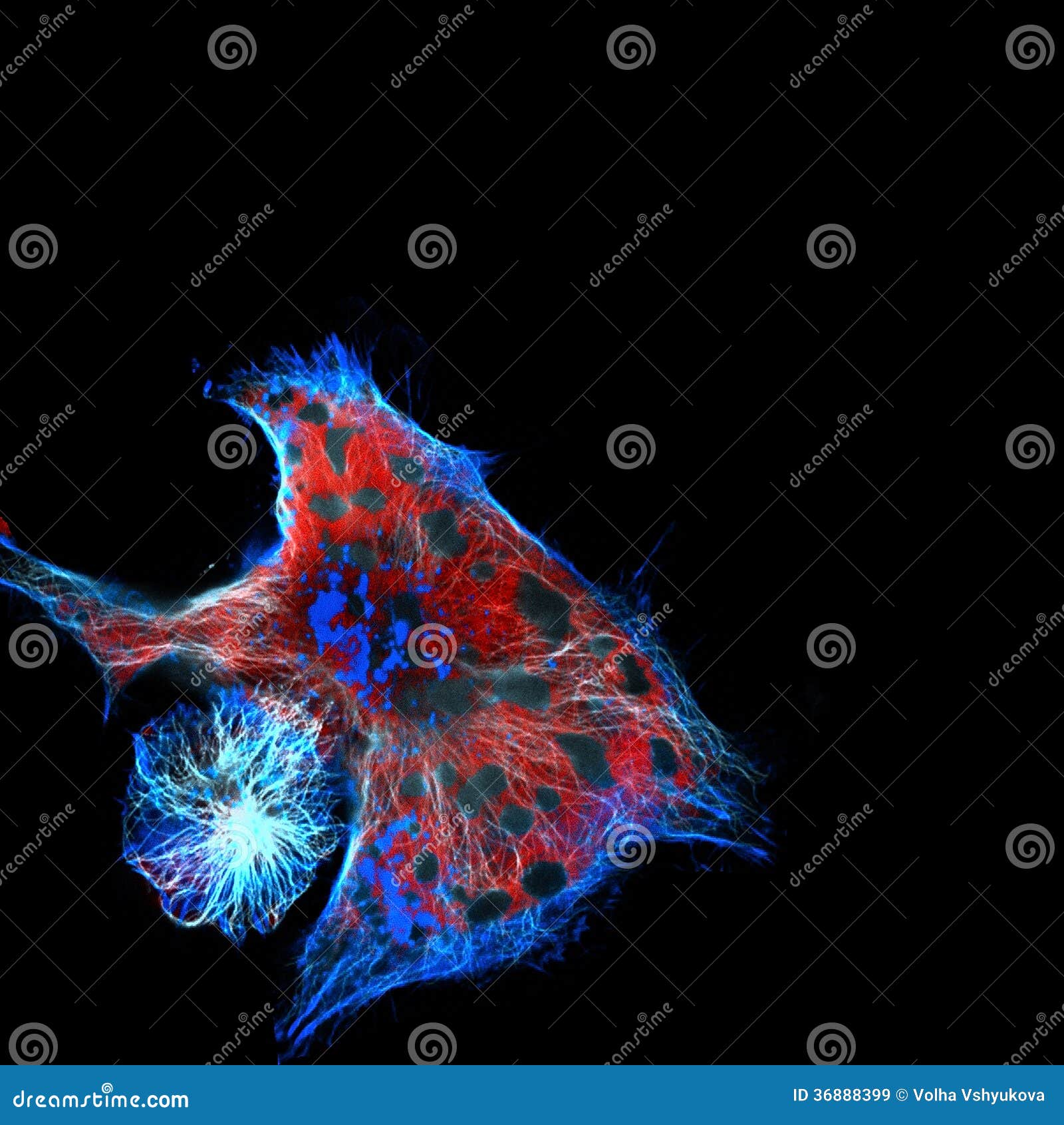 Cells Labeled with Fluorescent Molecules Stock Image - Image of medical ...