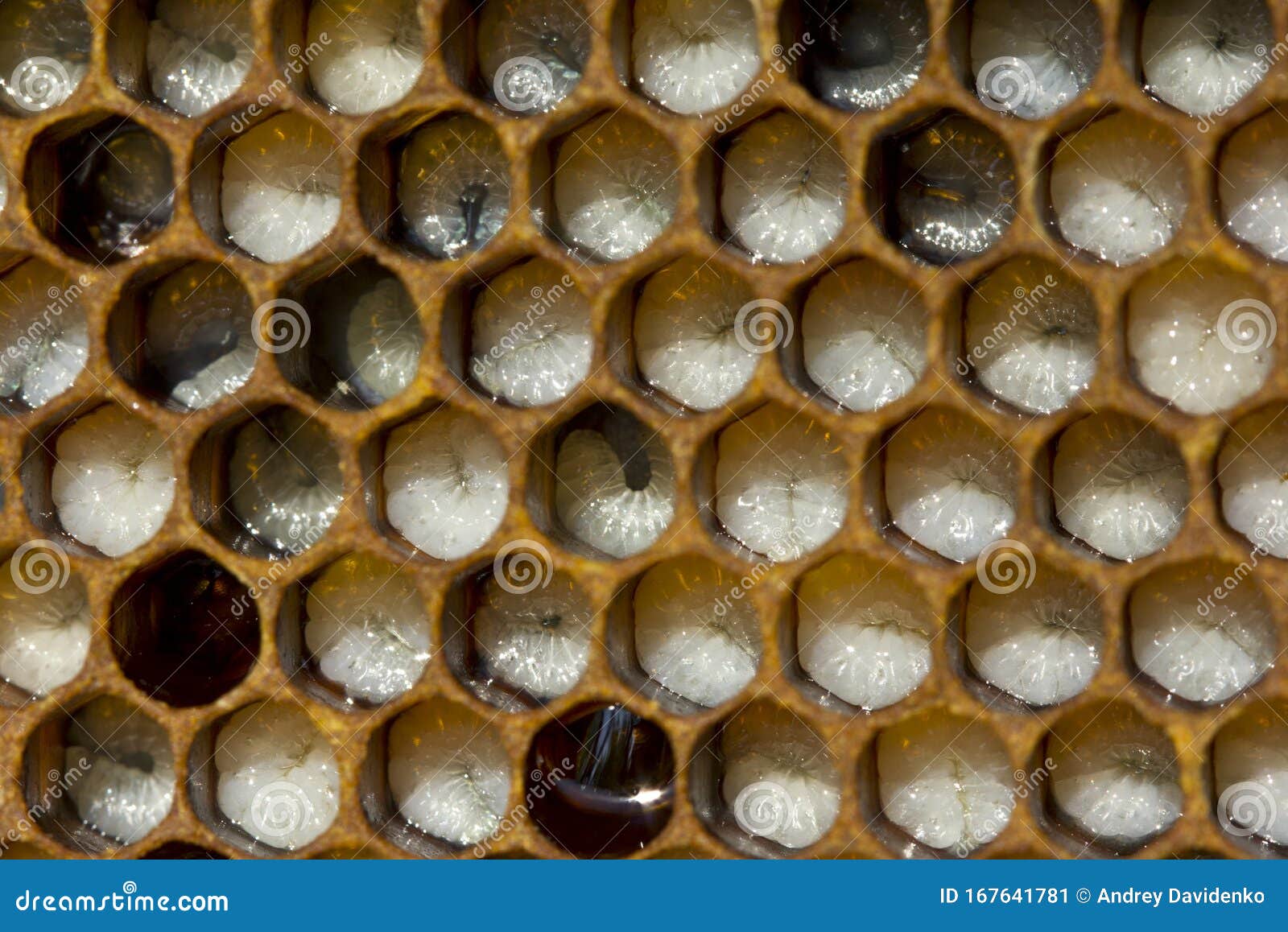 The Cells are the Larvae of Bees Future Stock Image - Image of pollen ...