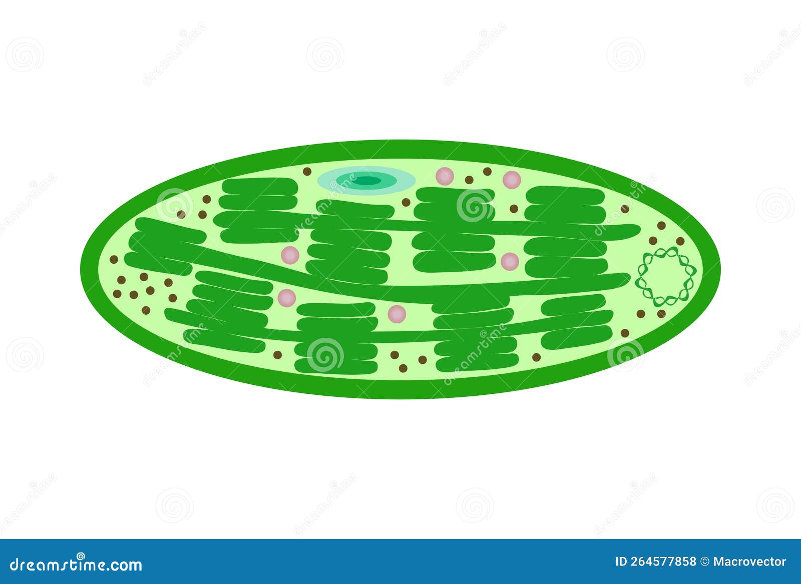 Cells in Leaf Composition stock illustration. Illustration of chain ...