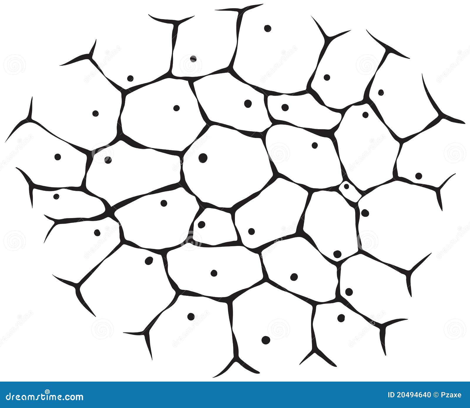 Tissue Science Drawing