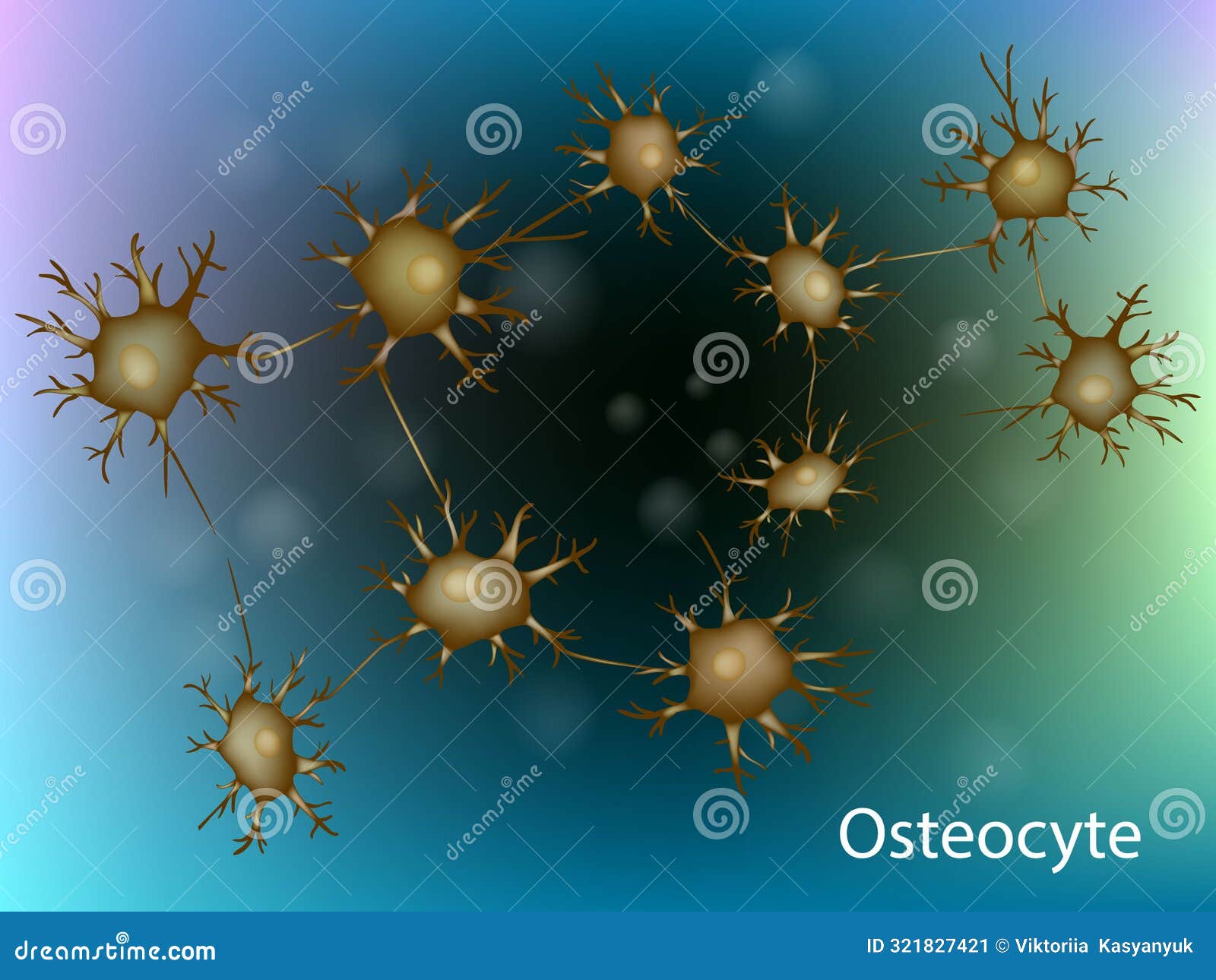 Cells in Mature Bone Osteocyte. Stock Vector - Illustration of ...