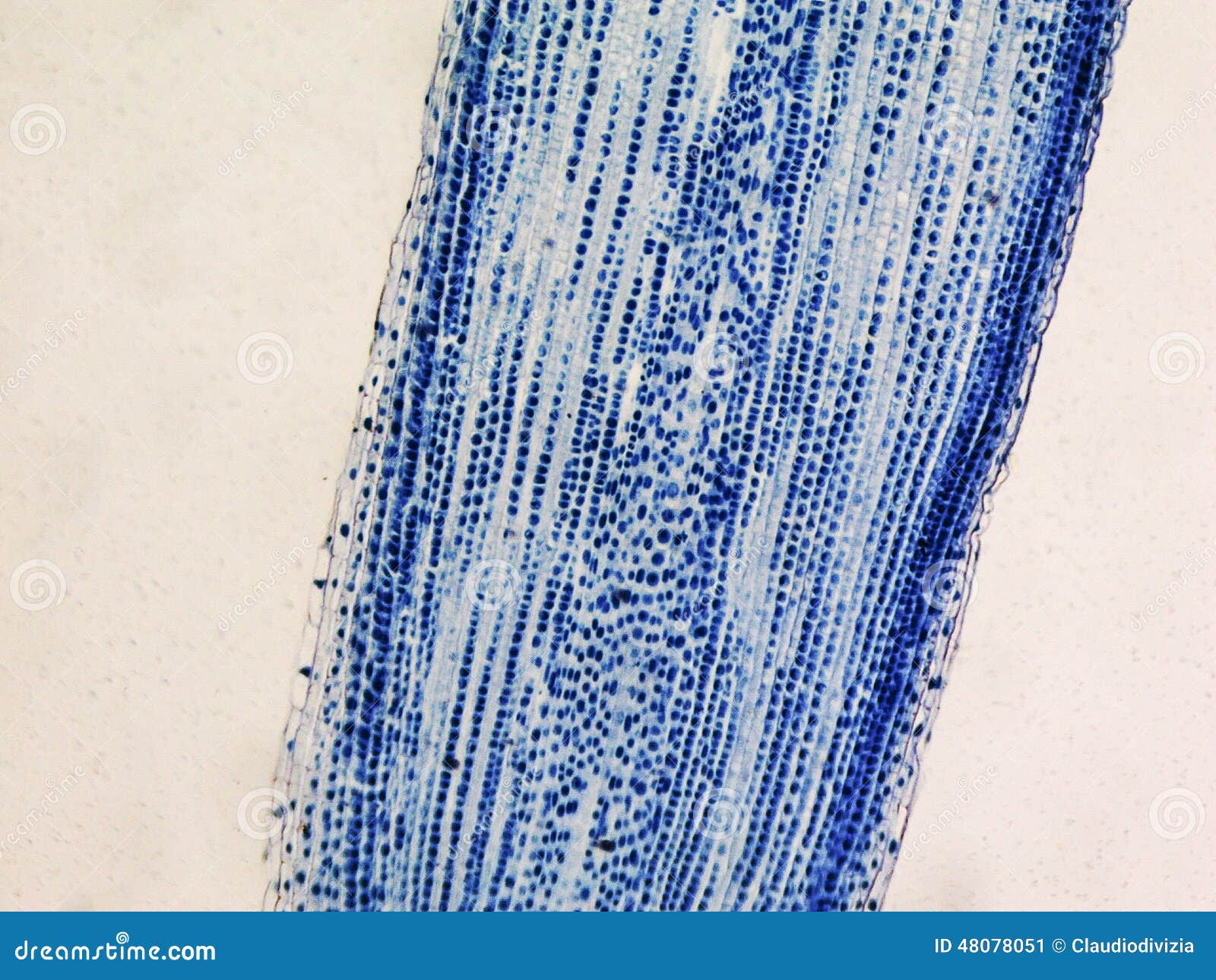 Cells mitosis micrograph stock image. Image of macro - 48078051
