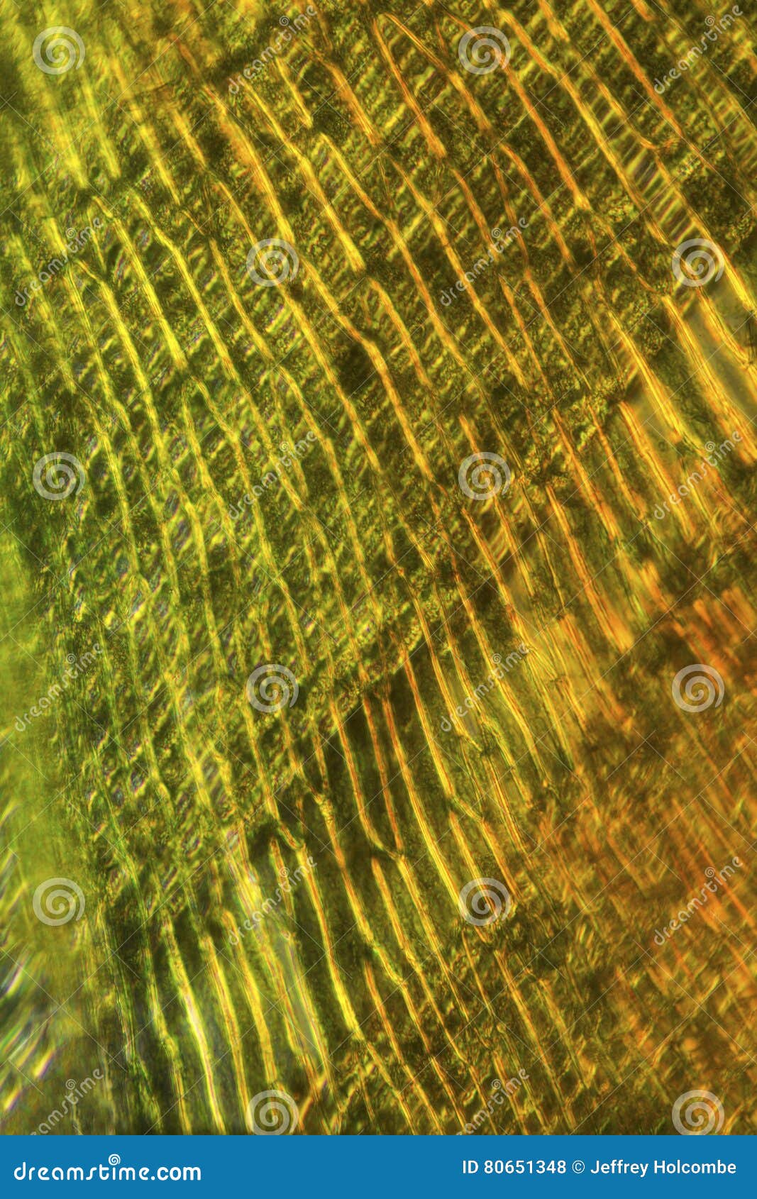 Cells of a Moss Leaf in a Polarization Micrograph. Stock Photo - Image ...