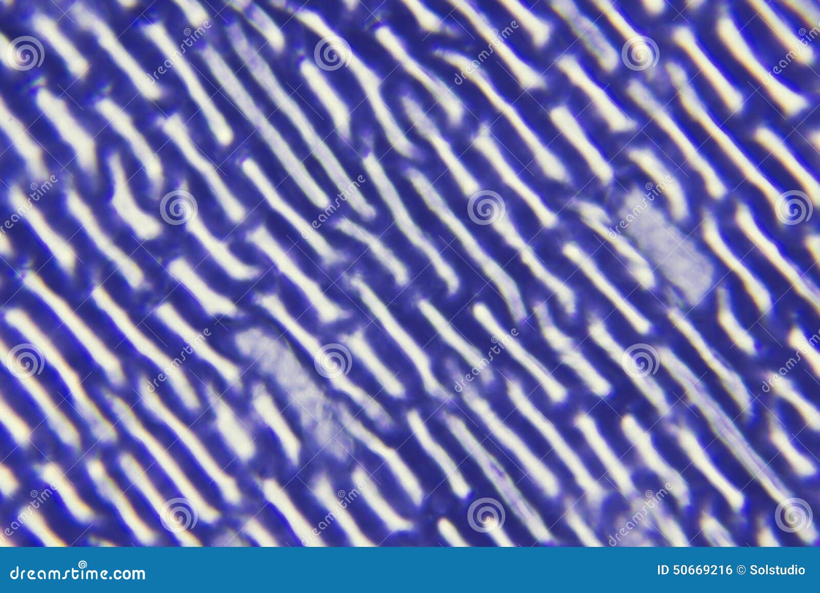 Cells of onion stock photo. Image of micro, onions, microscopic - 50669216