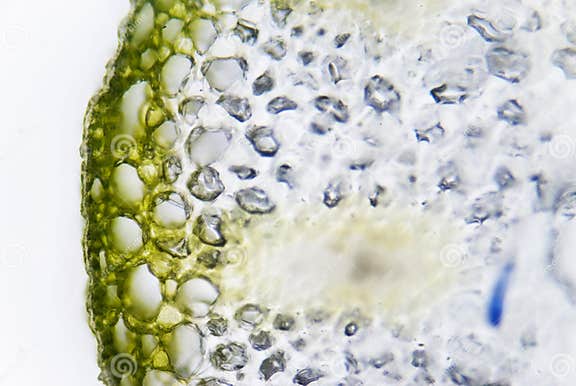 Cells of a plant stock photo. Image of cell, tulip, mikrophoto - 13766914