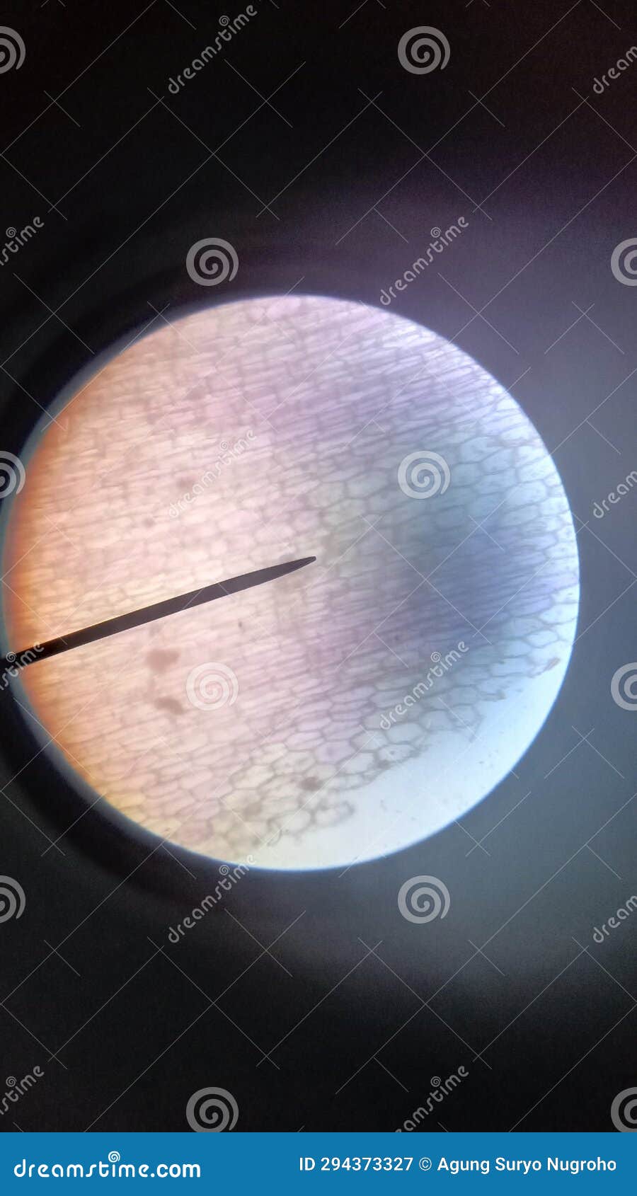 The Cells of Plant Adam Eva Stock Image - Image of planet, forms: 294373327