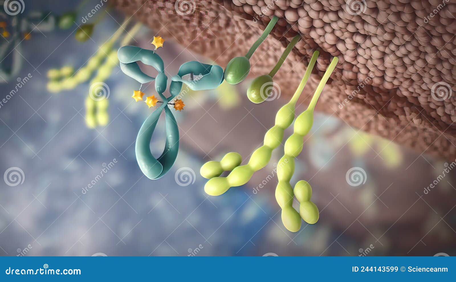 Cells Provide Main Functions.they Provide Structure and Support Stock ...