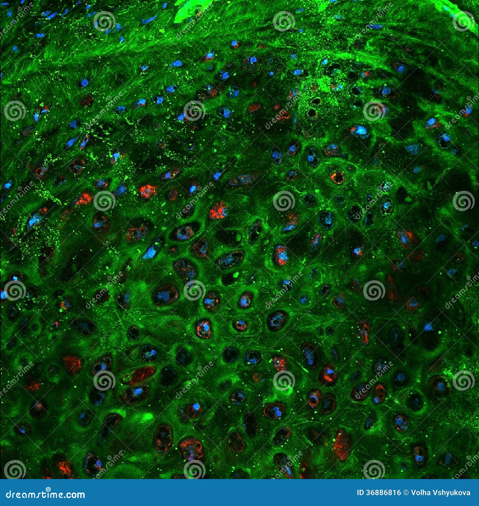 Fluorescence Microscopy Instrument Principle And Structure Outline ...