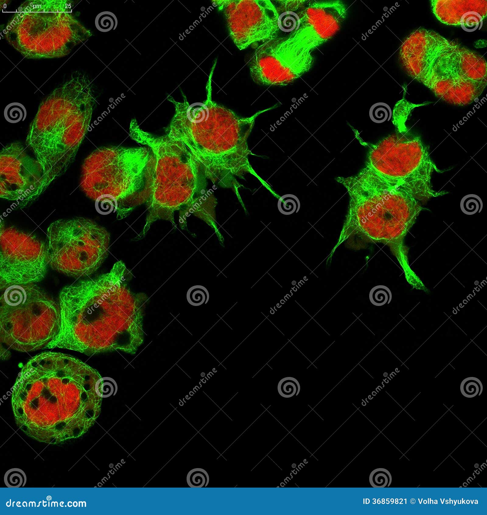 Cells under microscope stock illustration. Illustration of blood - 36859821