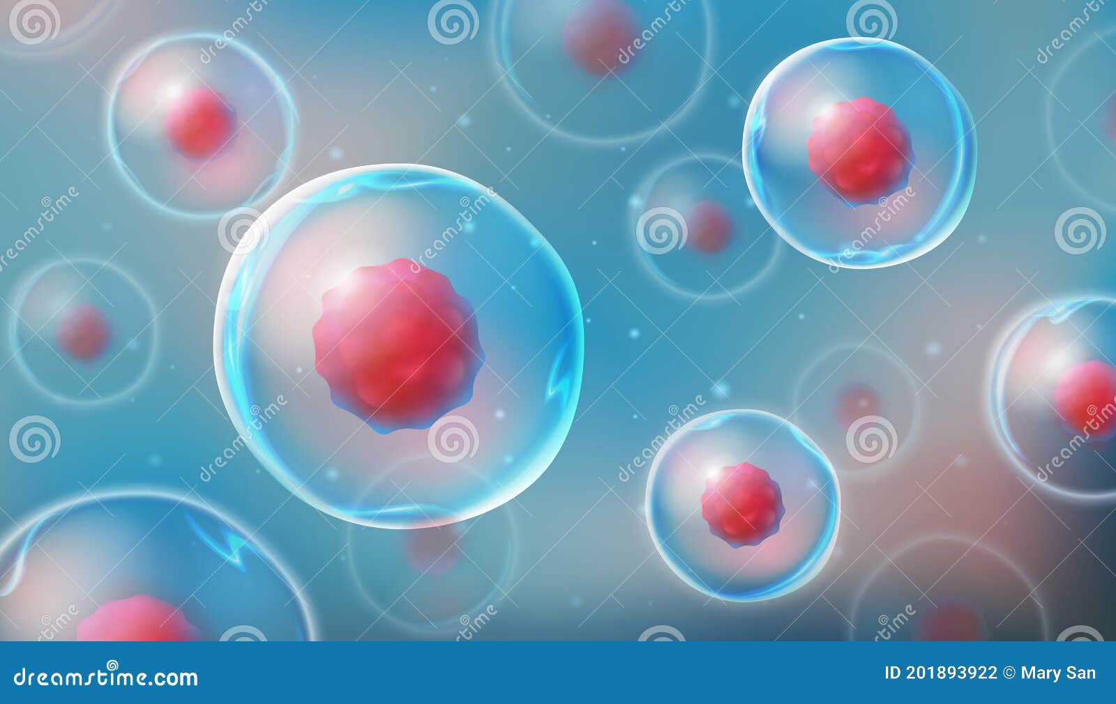 Cellular Division Under Microscope. Mitosis, The Process Of Cell ...
