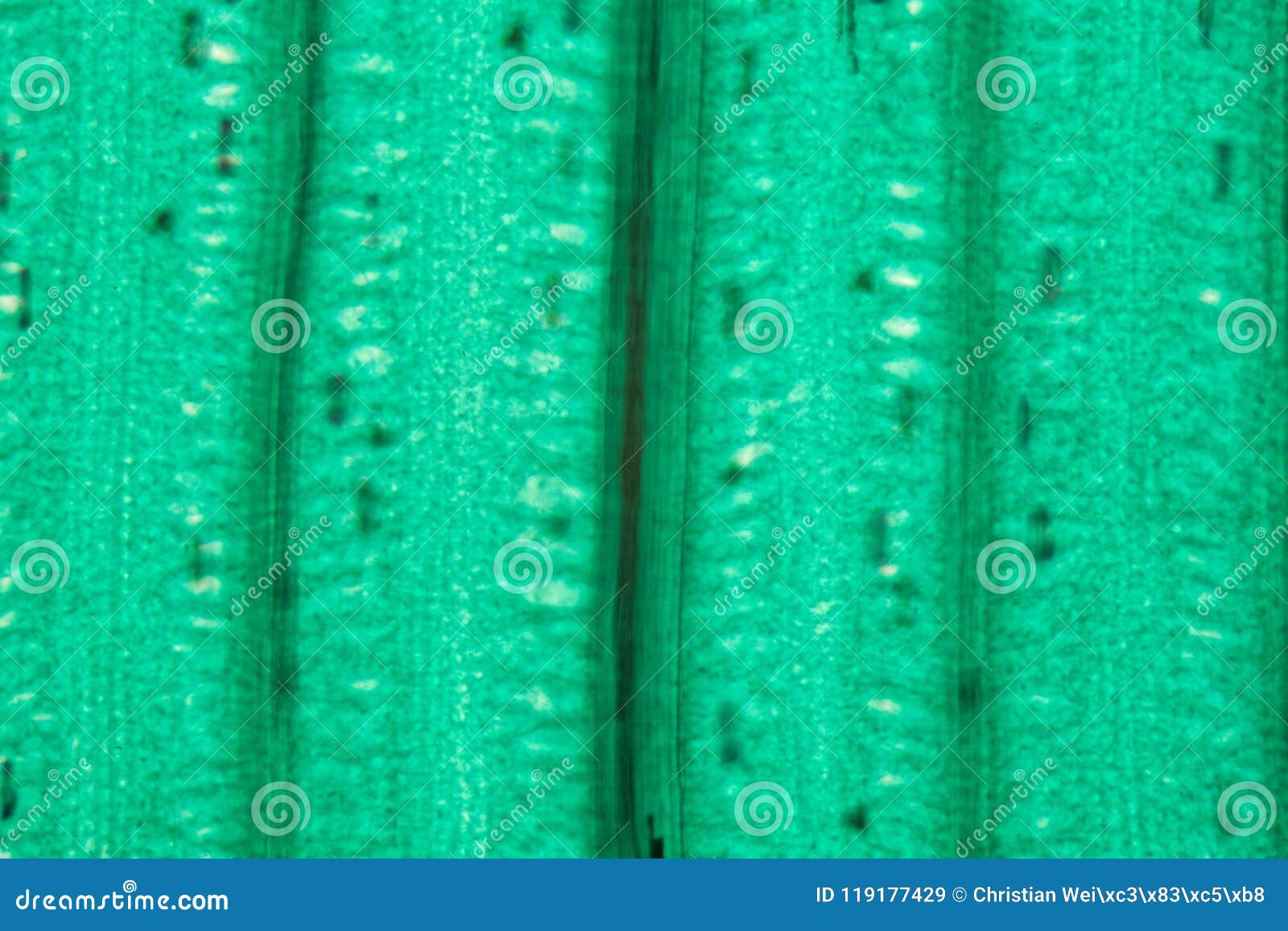 The Leaf Epidermis Under Light Microscope View Has Small Pores, Called ...