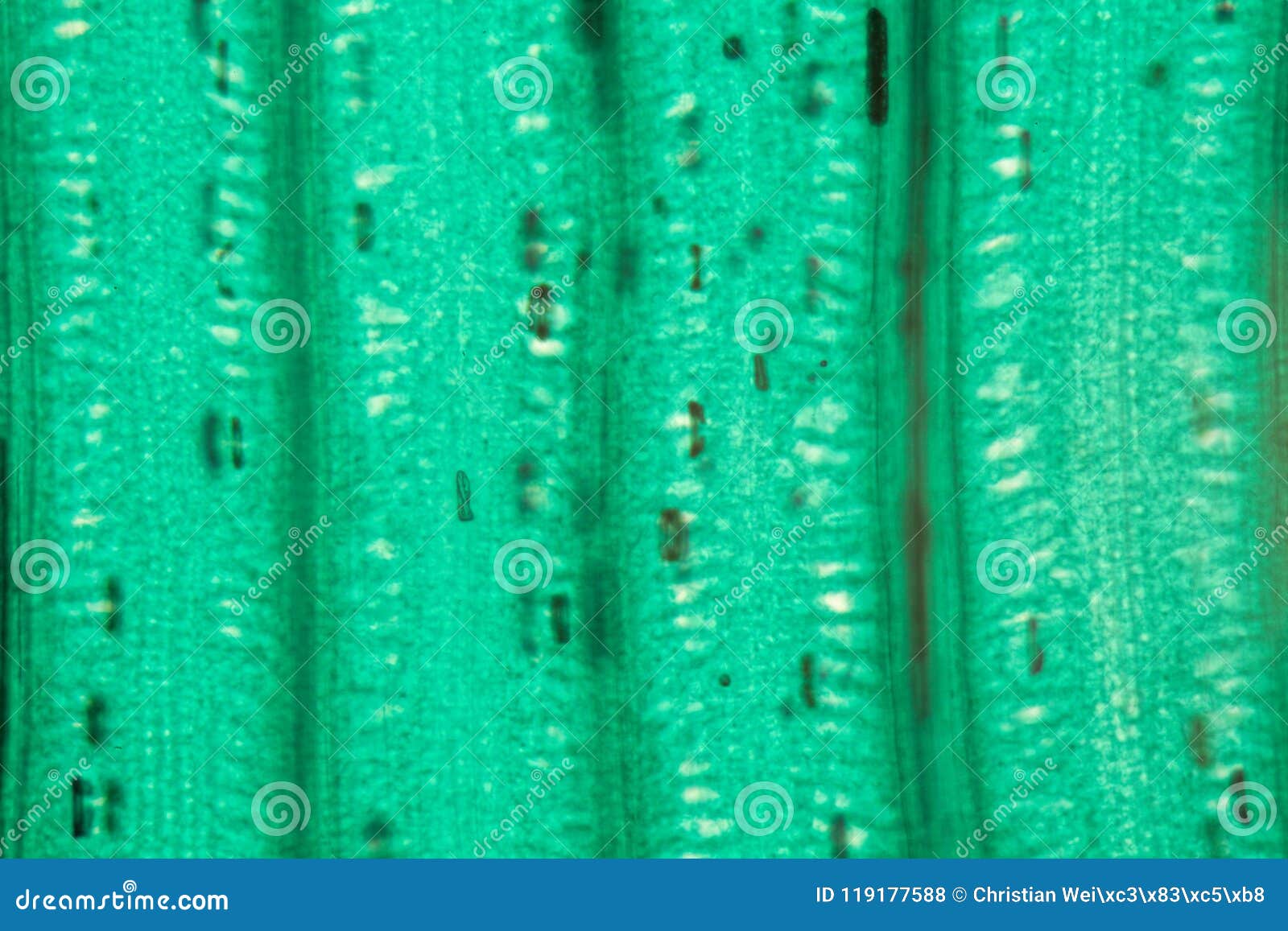 Wheat Leaf Epidermis Under The Microscope Royalty-Free Stock ...