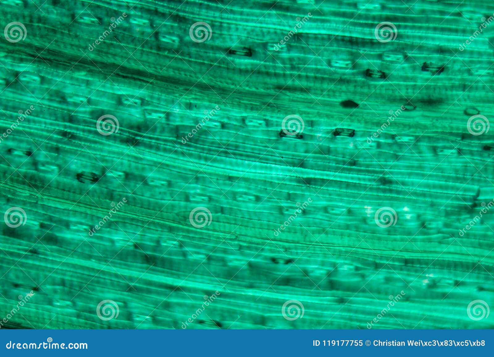 Wheat Leaf Epidermis Under the Microscope Stock Image - Image of plant ...