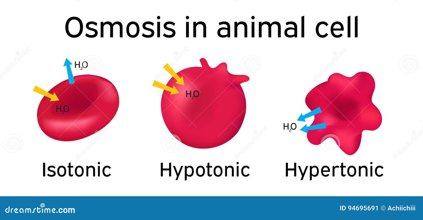 Cellula Dell'animale Di Osmosi Illustrazione Vettoriale - Illustrazione ...