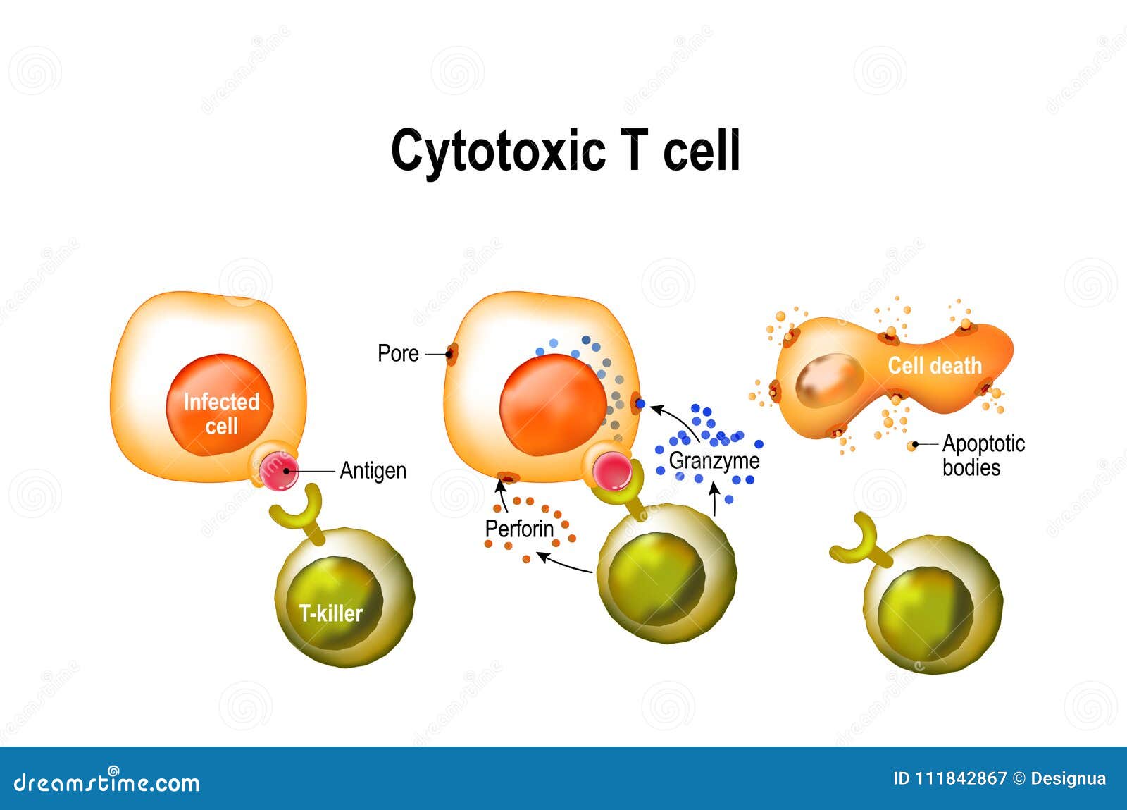 Cellula T citotossica illustrazione vettoriale. Illustrazione di ...
