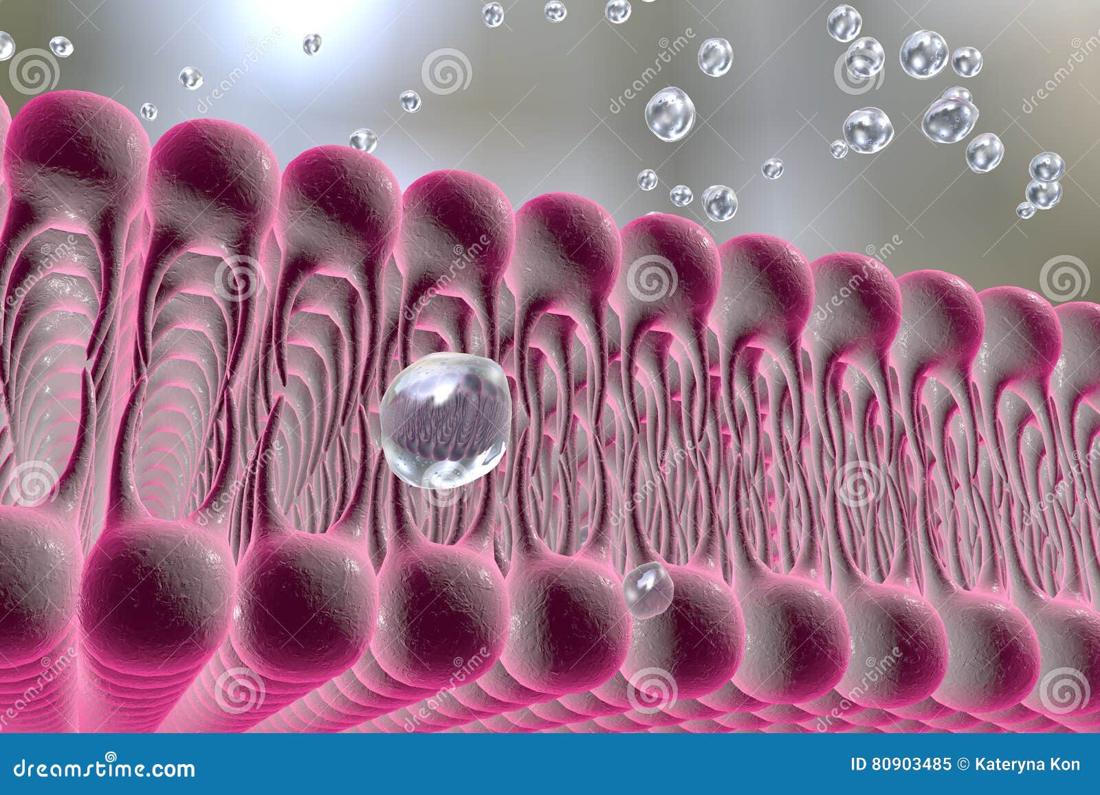 Cellulair Membraan Met Verspreiding Van Molecules Stock Illustratie ...