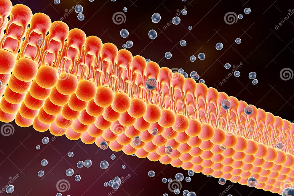 Cellulair Membraan Met Verspreiding Van Molecules Stock Illustratie ...