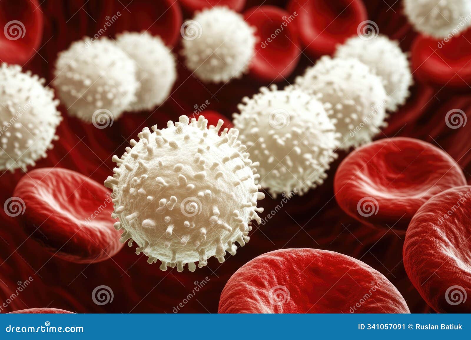 Cellular Defense: Leukocytes Under a Microscope, Showcasing Their ...