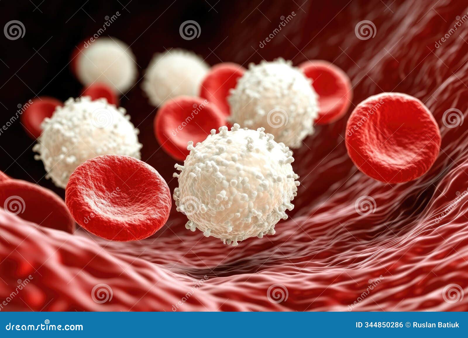 Cellular Defense: Leukocytes Under a Microscope, Showcasing Their ...
