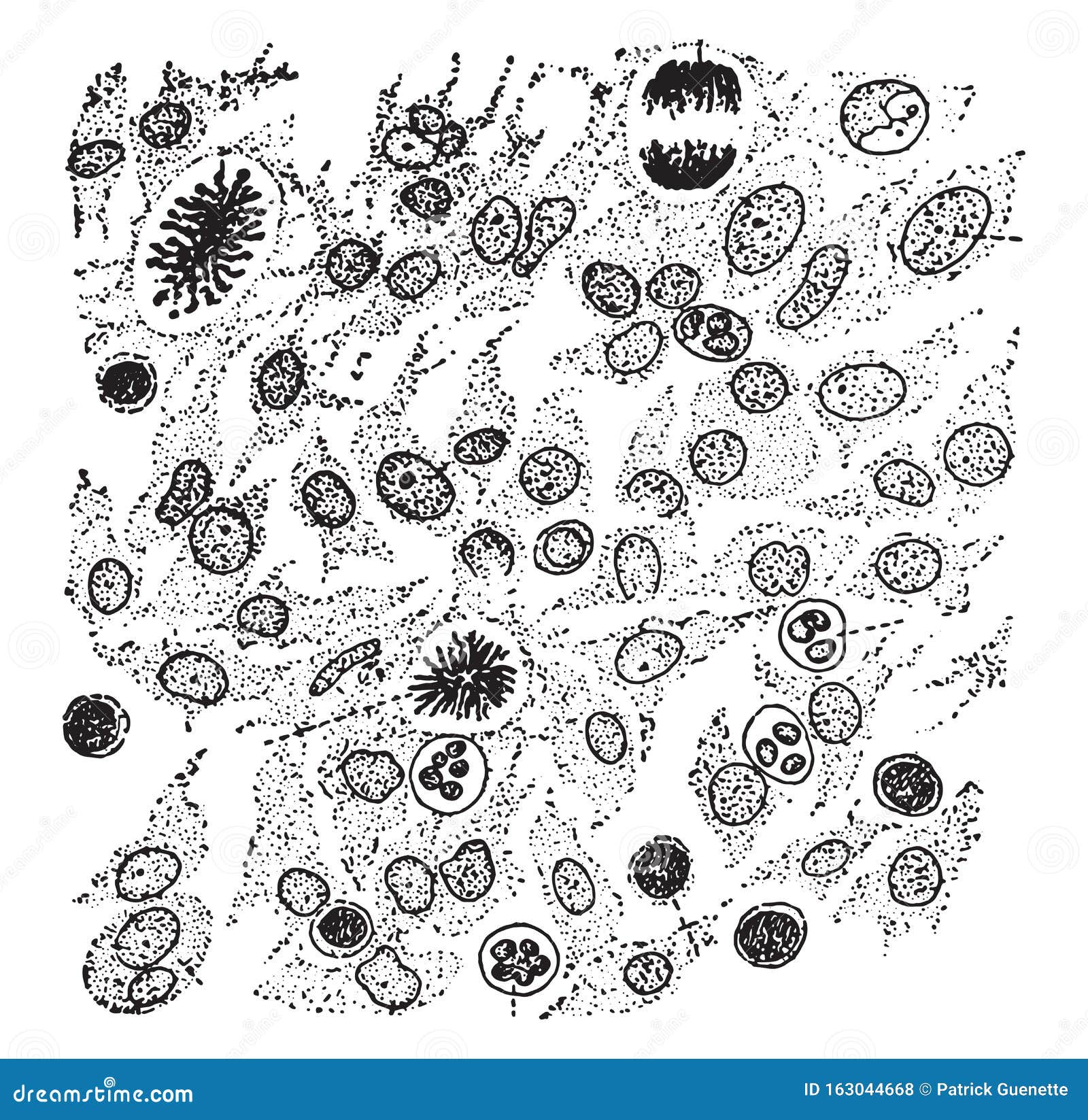 Tissue Science Drawing