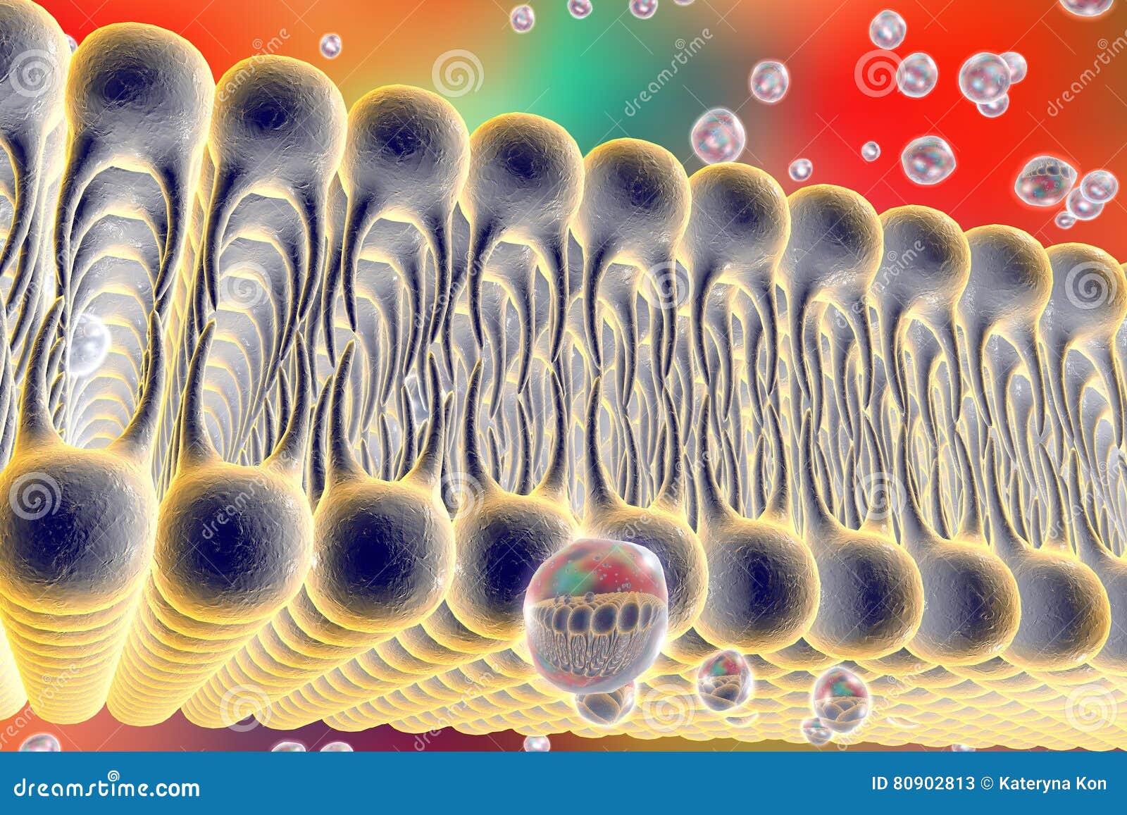Membrane Cellulaire Simple Regulation Of Membrane Protein Structure