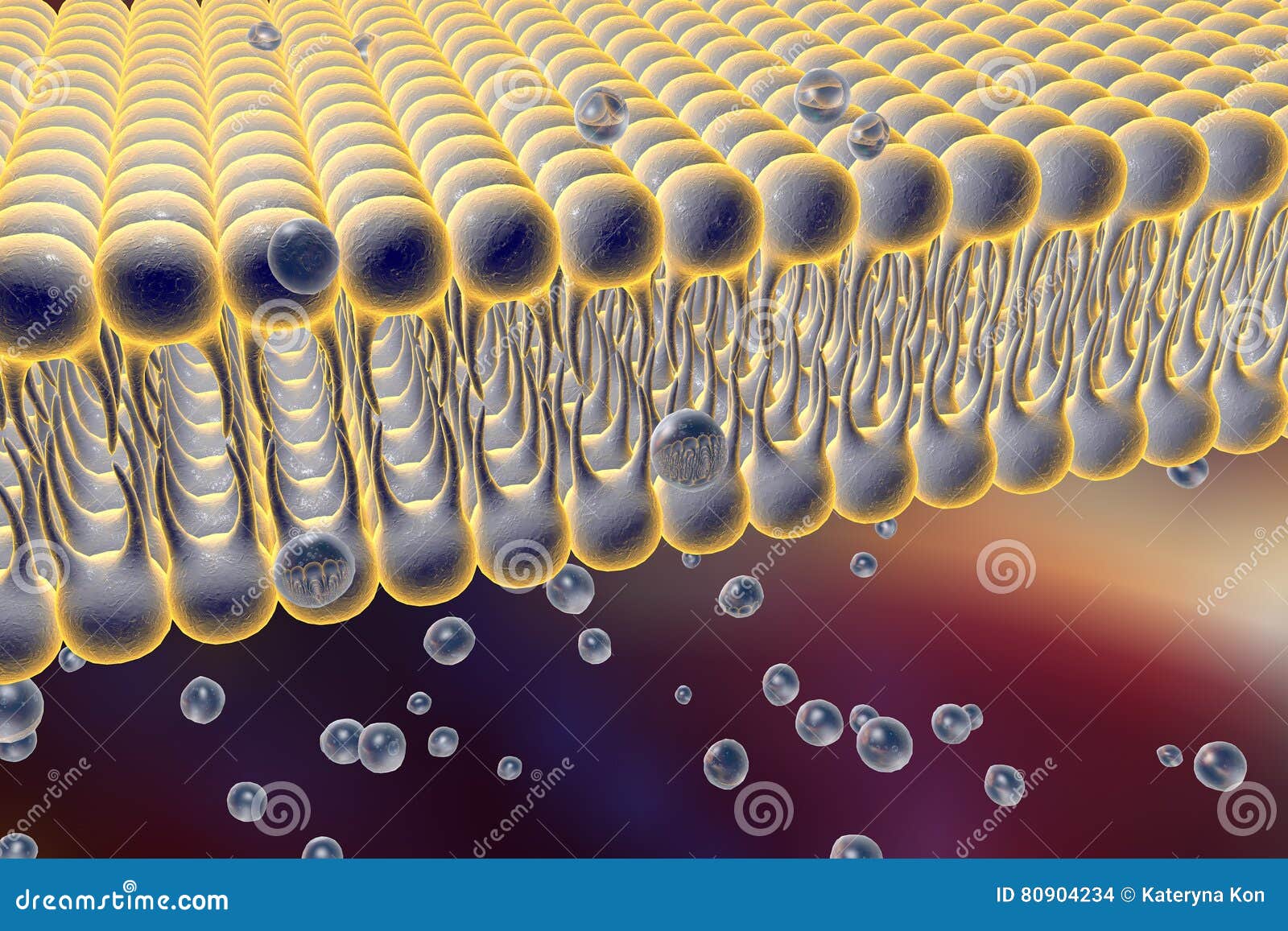 Cellular Membrane with Diffusion of Molecules Stock Illustration ...