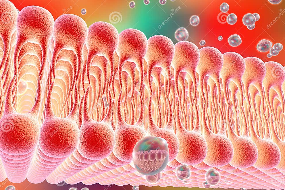 Cellular Membrane with Diffusion of Molecules Stock Illustration ...