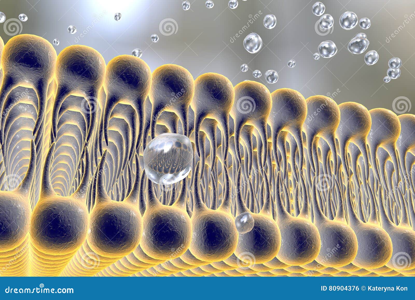 Cellular Membrane with Diffusion of Molecules Stock Illustration ...