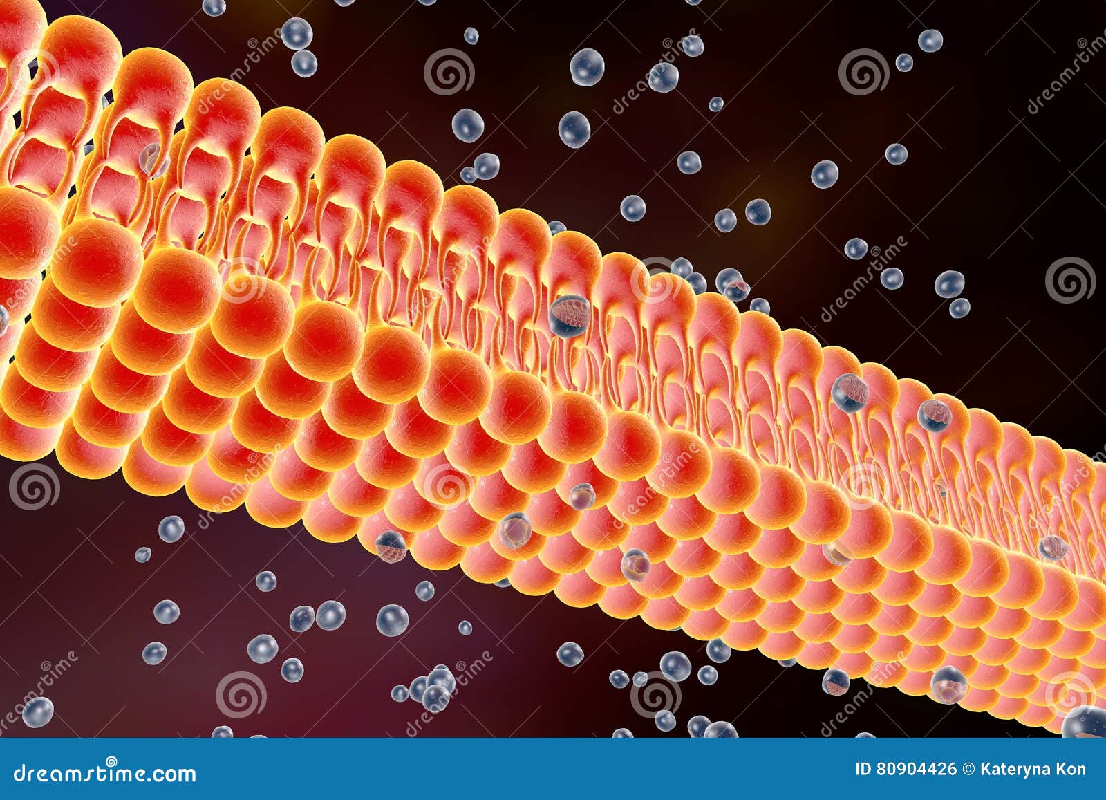 Cellular Membrane with Diffusion of Molecules Stock Illustration ...