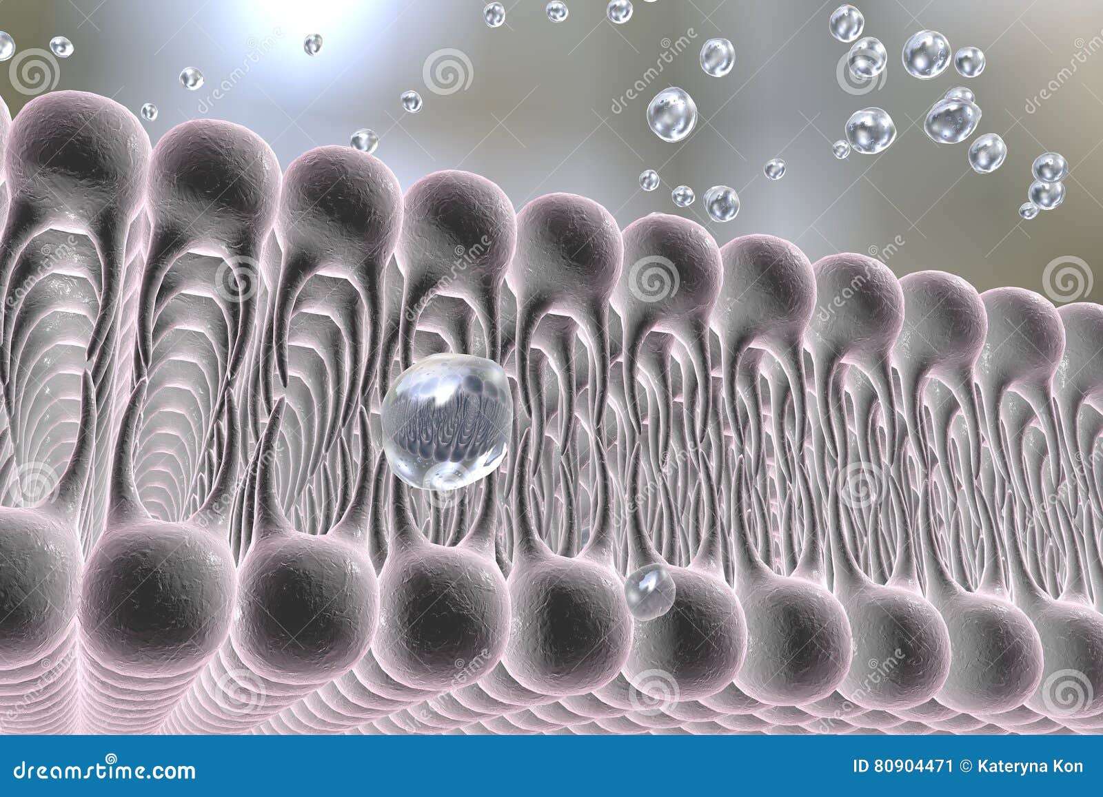 Electron Microscope Images Of Cell Membrane