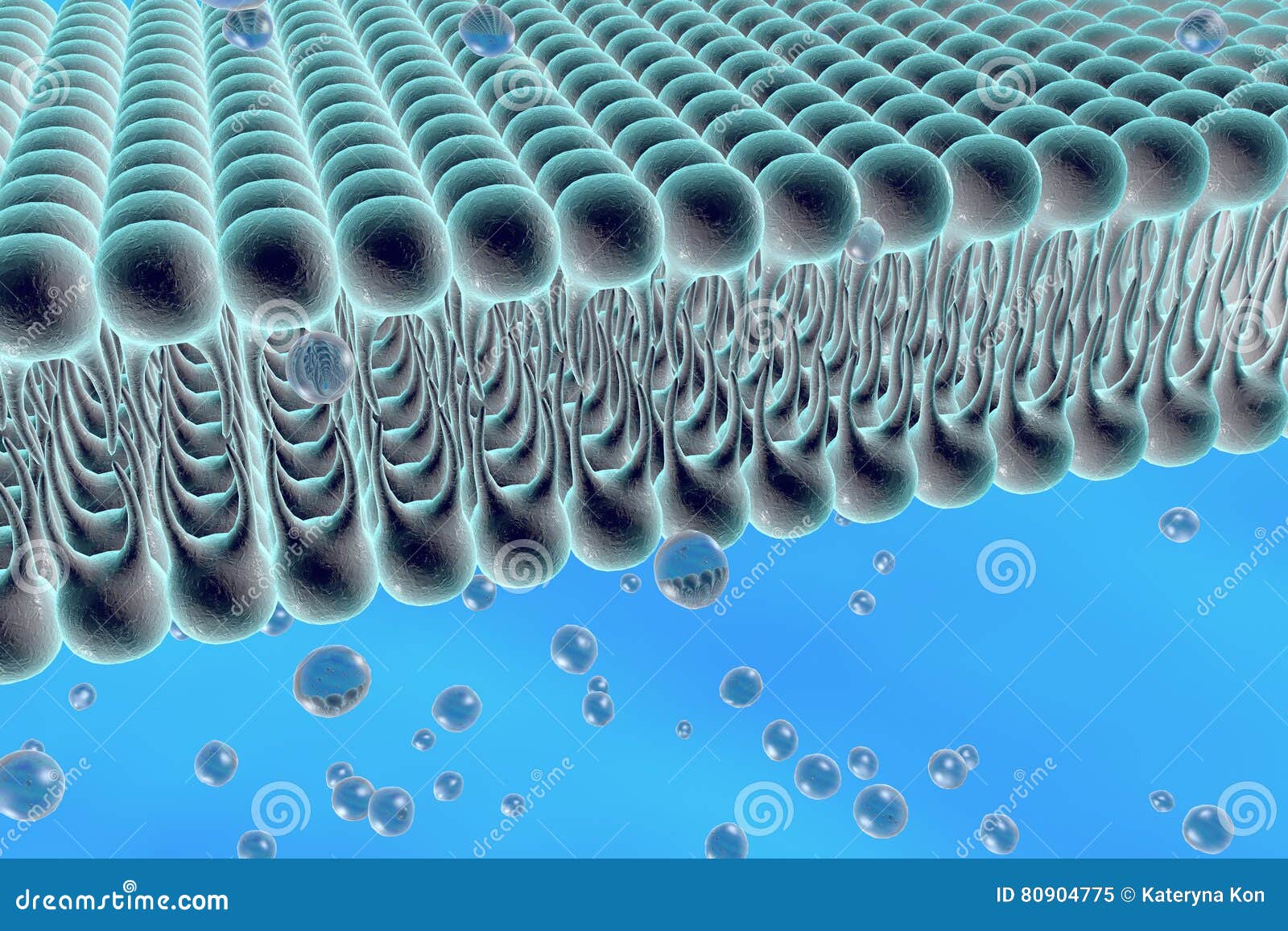 Real Cell Membrane Pictures