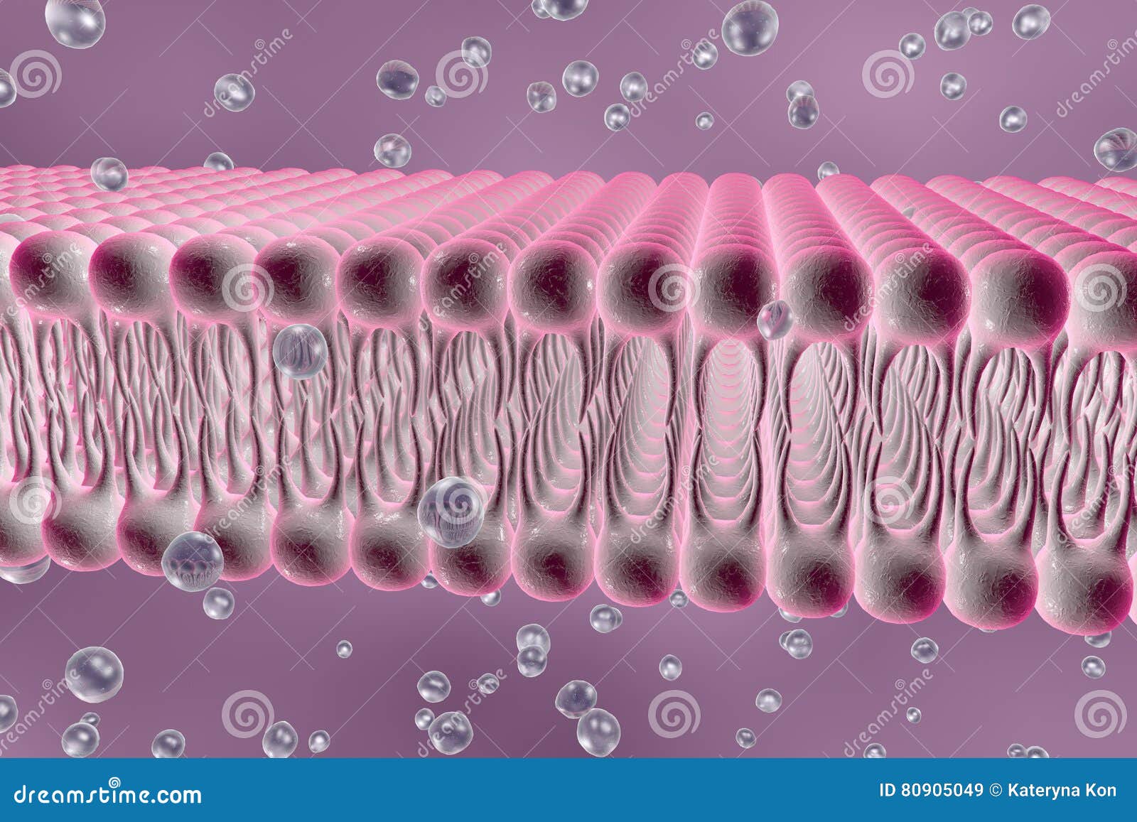 Cellular Membrane with Diffusion of Molecules Stock Illustration ...
